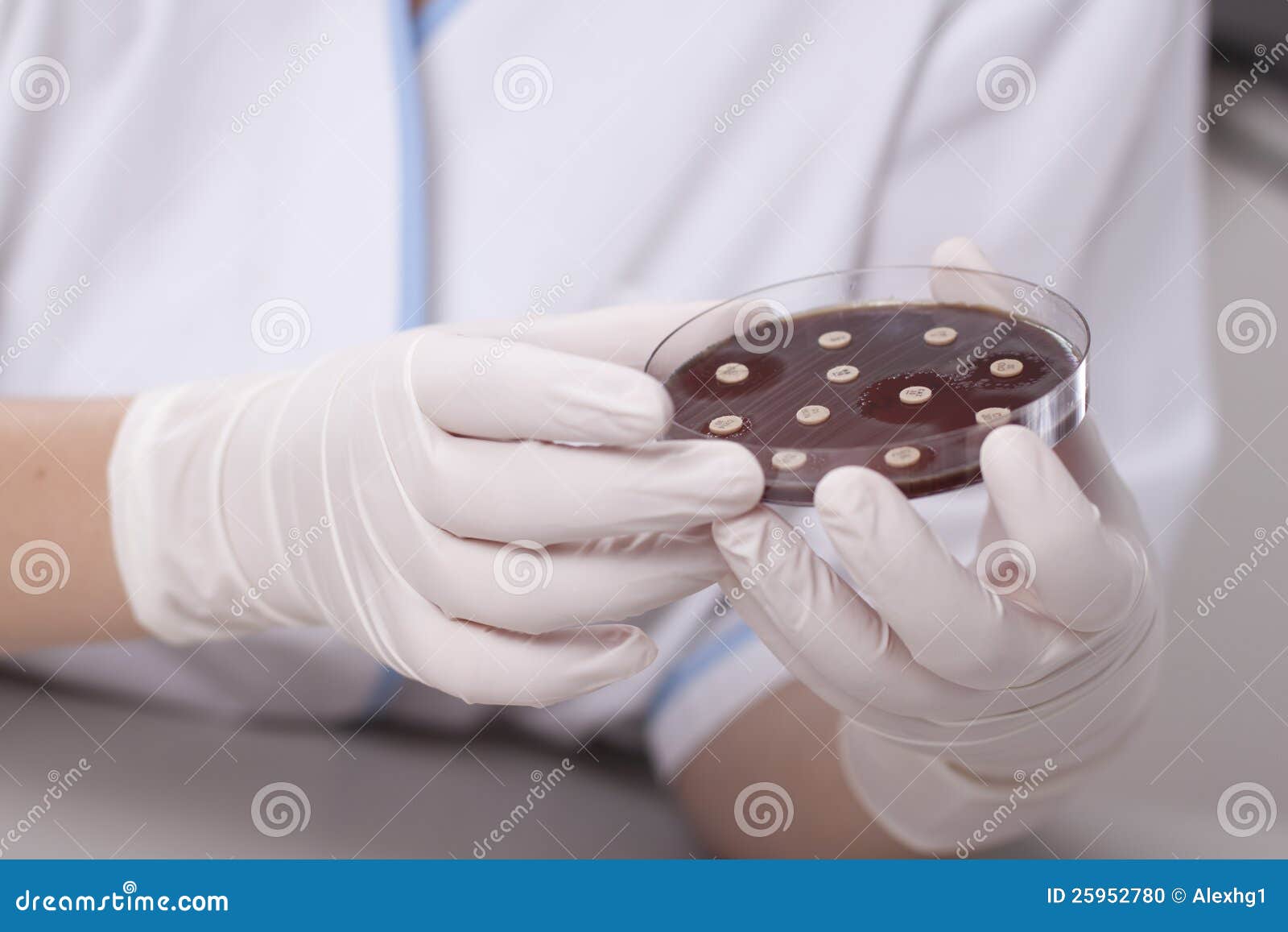 Lab Scientist with Petri Dish Stock Photo - Image of biotechnology ...