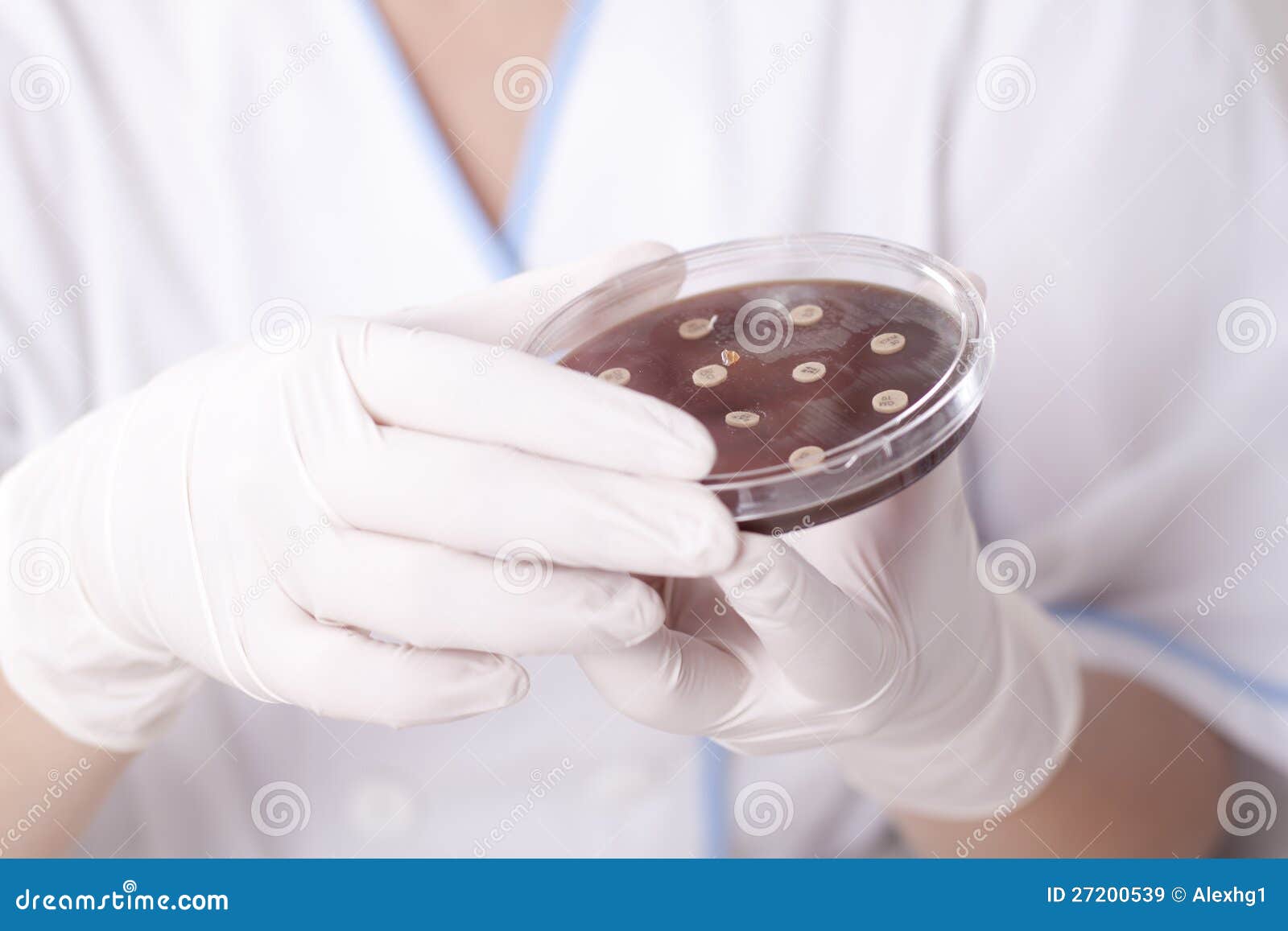 Lab Scientist with Petri Dish Stock Image - Image of experiment ...