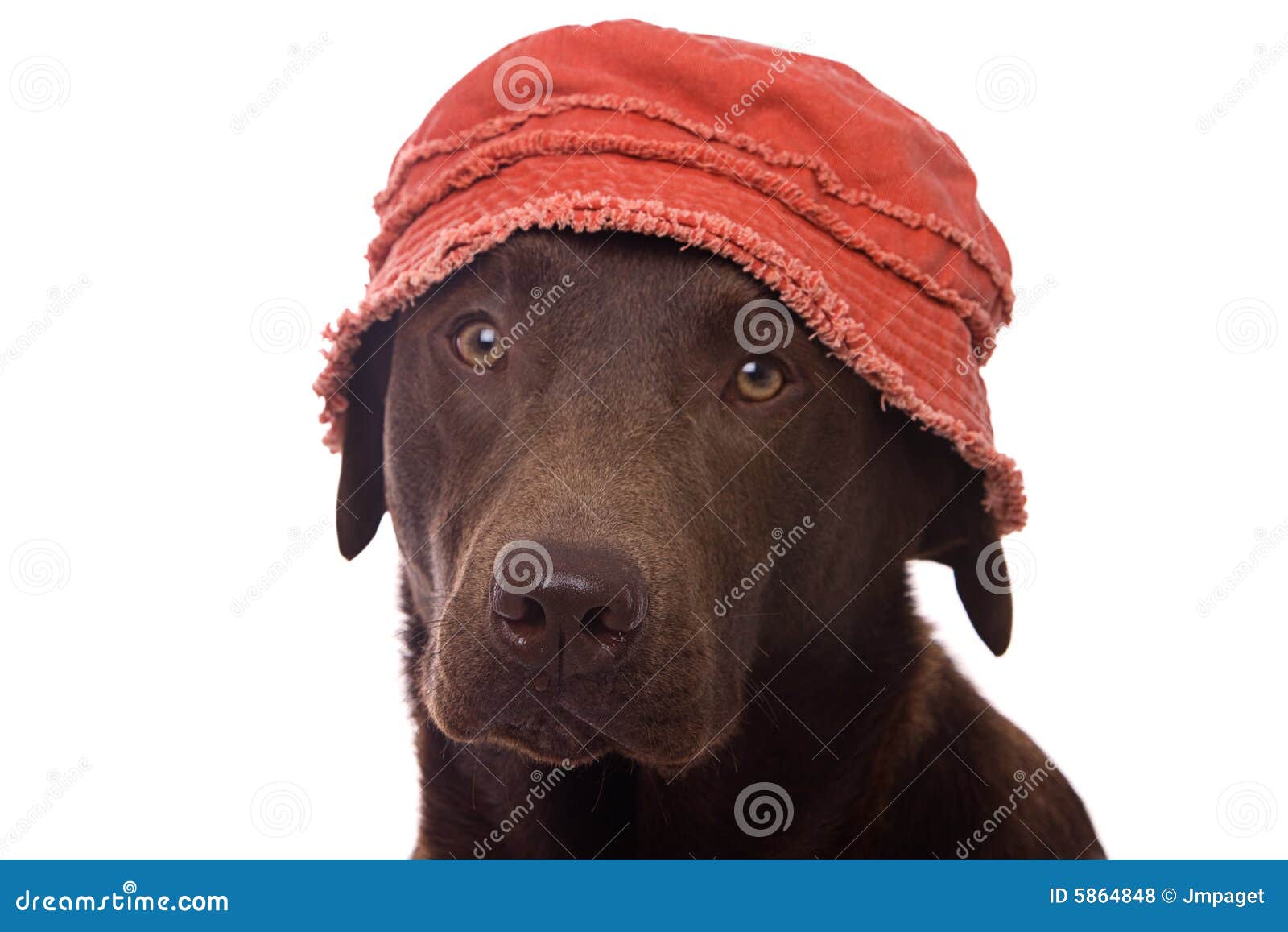 Lab in Summer Hat stock photo. Image of cute, animal, canine - 5864848