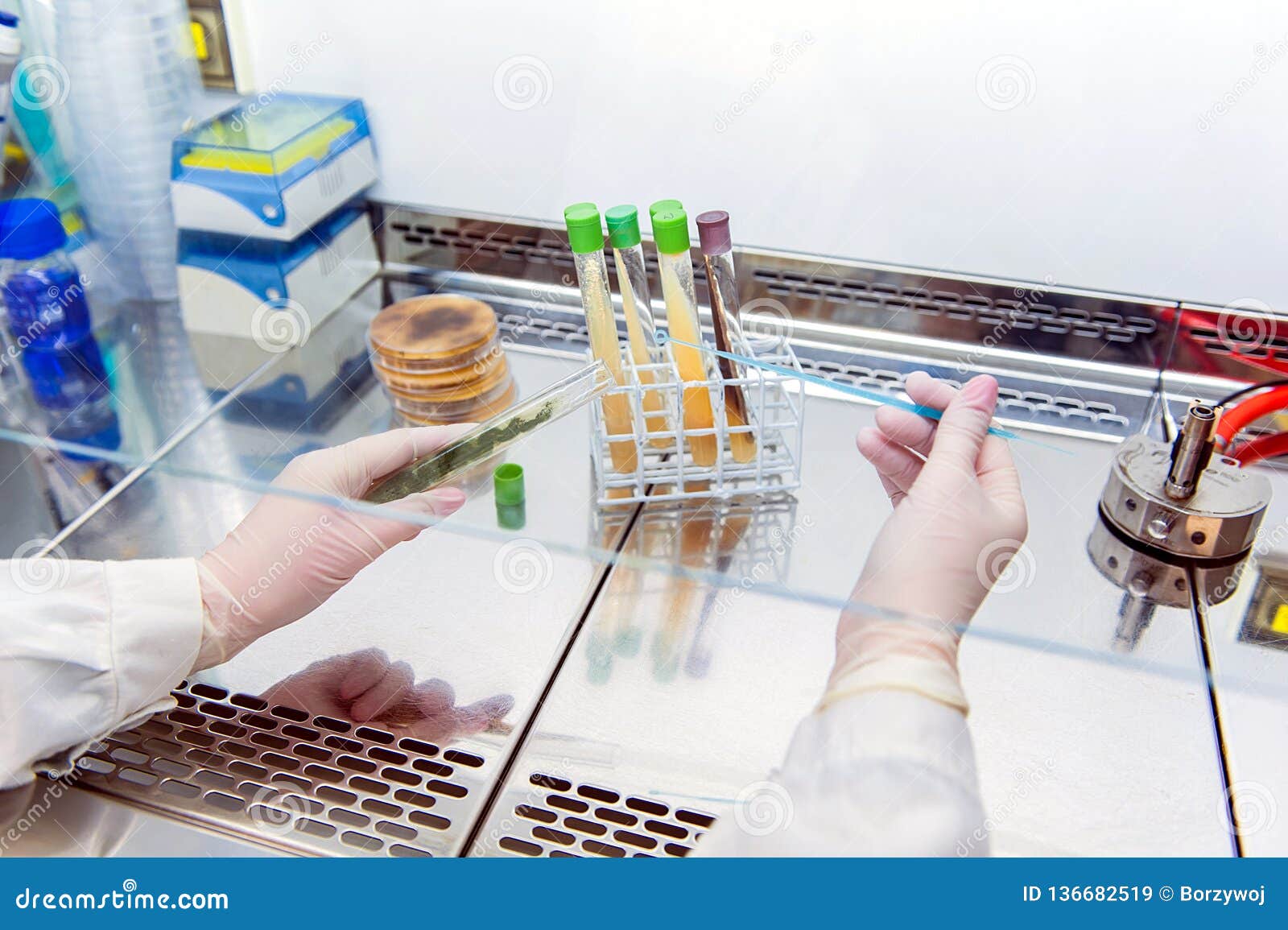 Trichoderma inoculation stock image. Image of tube, fungus - 136682519