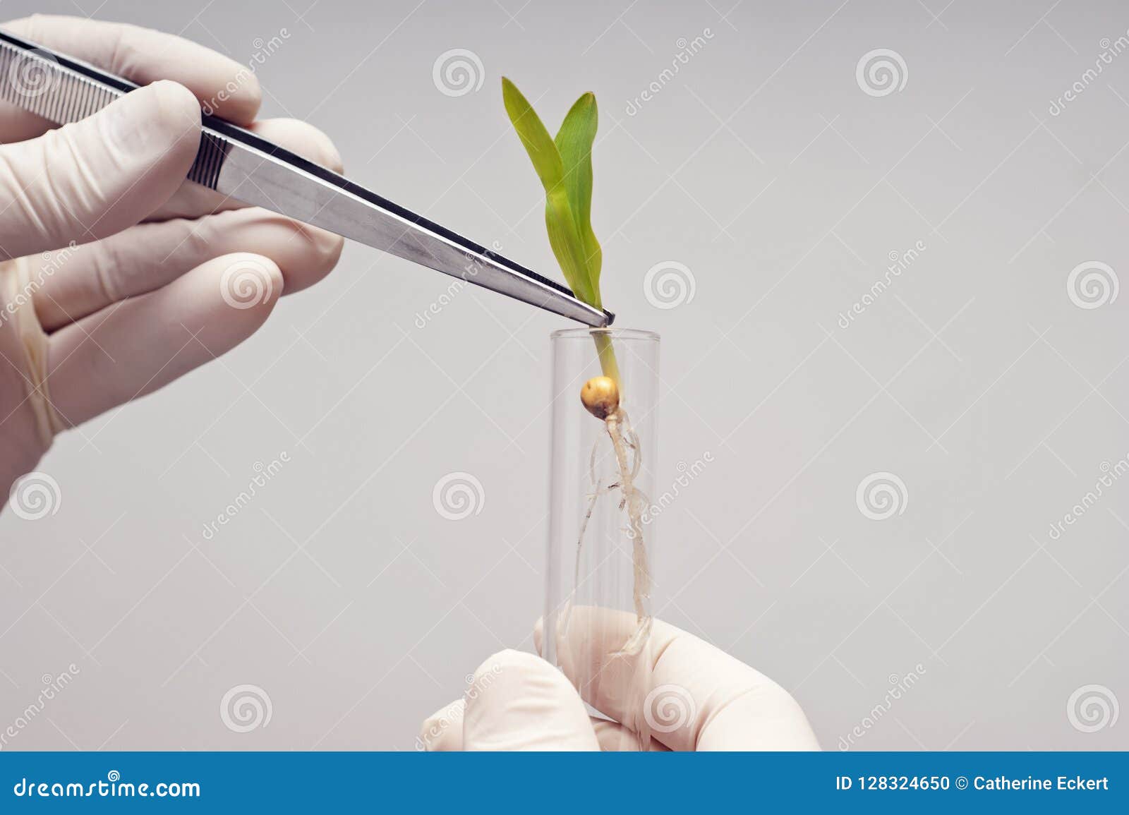 A Lab Technician Holding a Corn Specimen Stock Photo - Image of growth ...