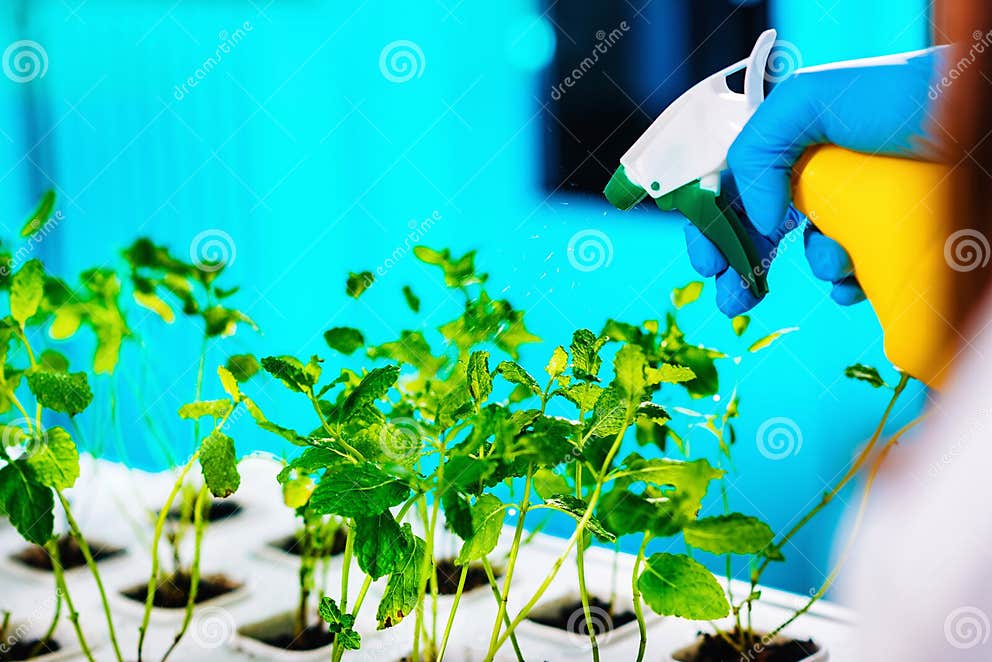 Lab Technician Spraying Plants Stock Image - Image of microbiology ...