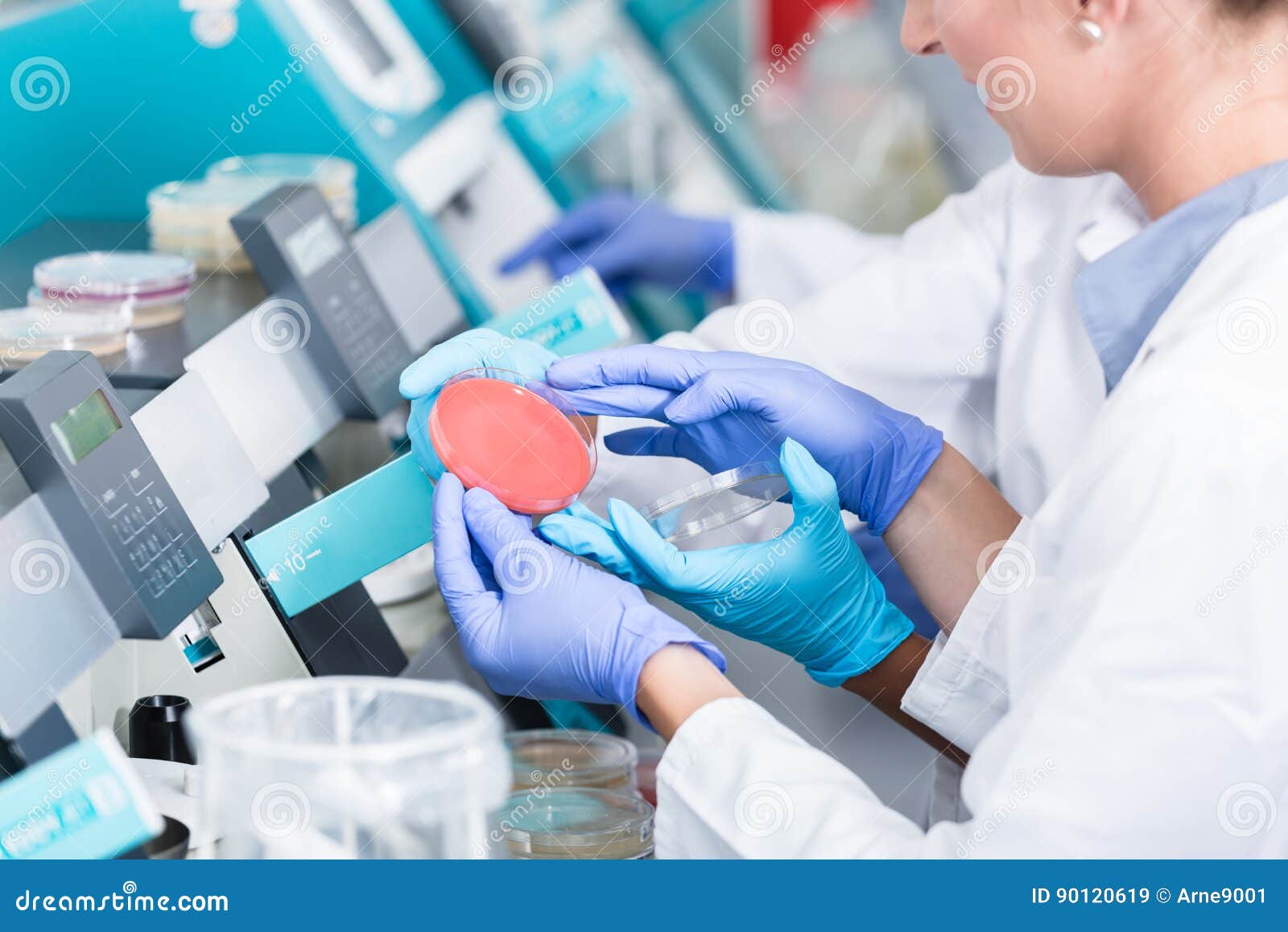 Lab Technicians Analyzing Bacteria Cultures In Petri Plates Royalty ...