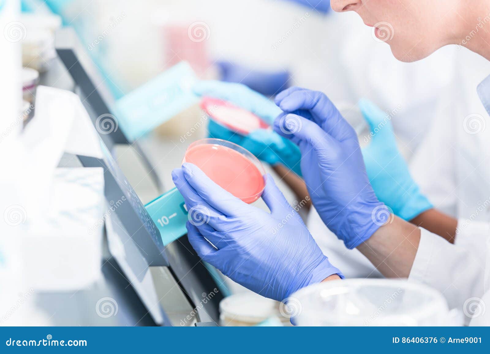 Lab Technicians Analyzing Bacteria Cultures In Petri Plates Stock Image ...
