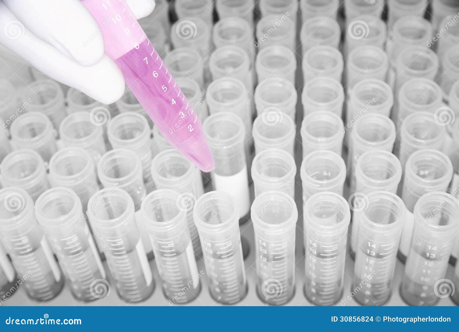 Lab Worker Adding Pink Liquid To Containers in Laboratory Stock Photo ...
