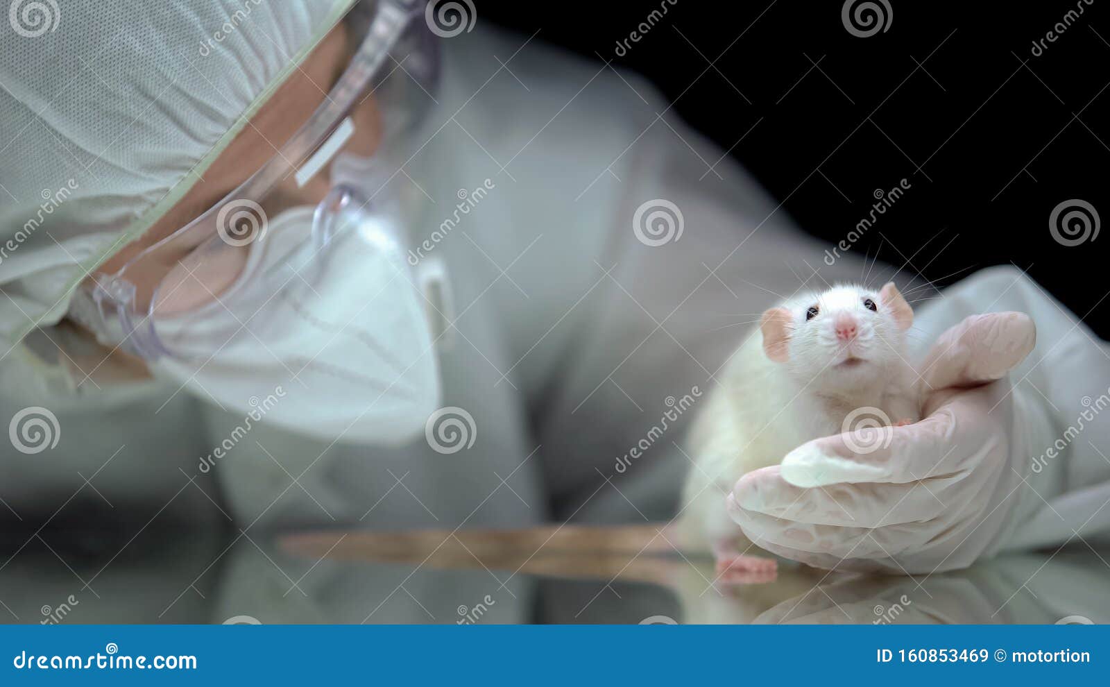 Lab Worker Screening Rat Behavior after Experiment, Illegal Animal ...