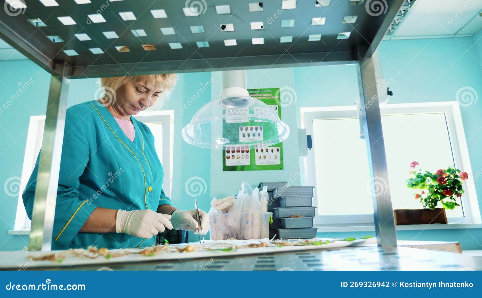Lab Worker Studying, Examines Sprouted, Rooted Corn Seeds, in ...
