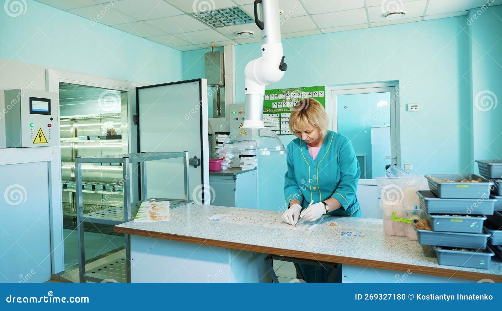 Lab Worker Studying, Examines Sprouted, Rooted Corn Seeds, in ...