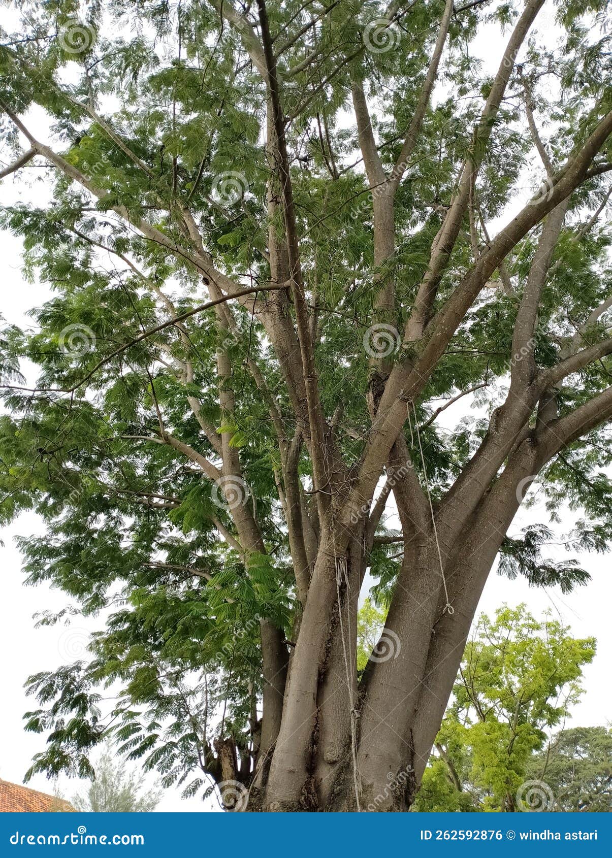 Laban tree stock photo. Image of laban, years, tree - 262592876