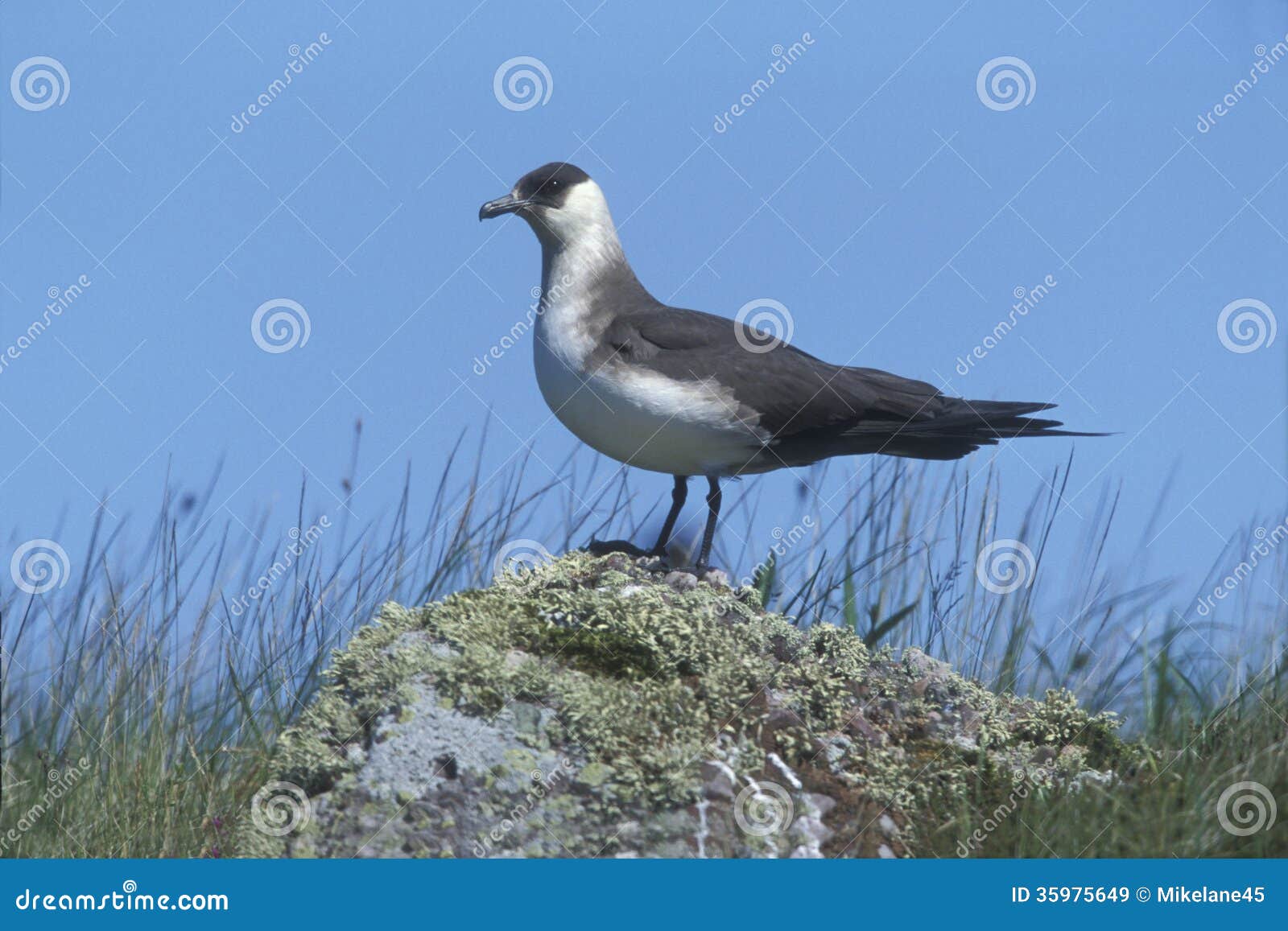 Labbo, Stercorarius Parasiticus Immagine Stock - Immagine di britannico ...