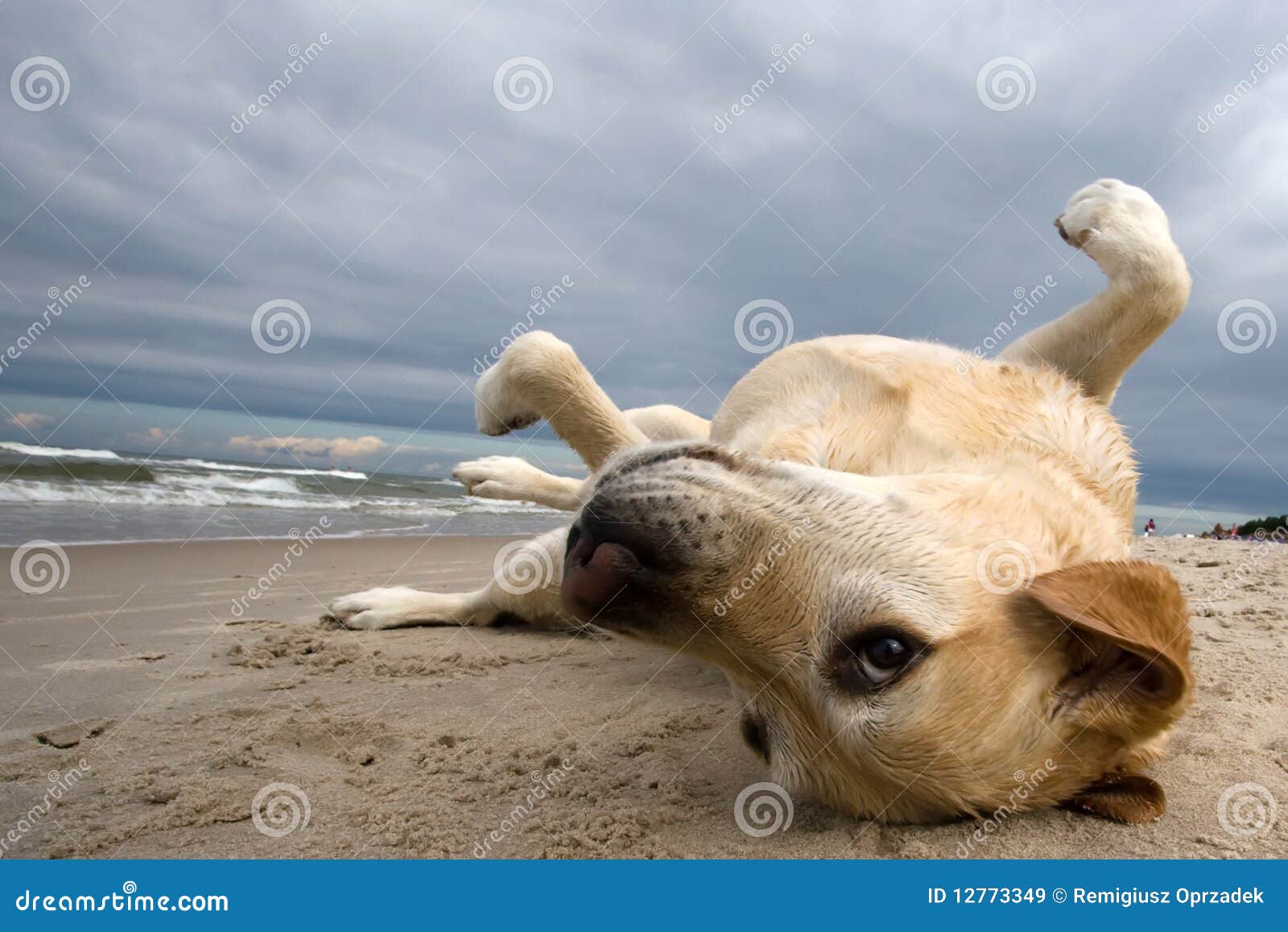 Labby on the beach stock image. Image of snout, labrador - 12773349