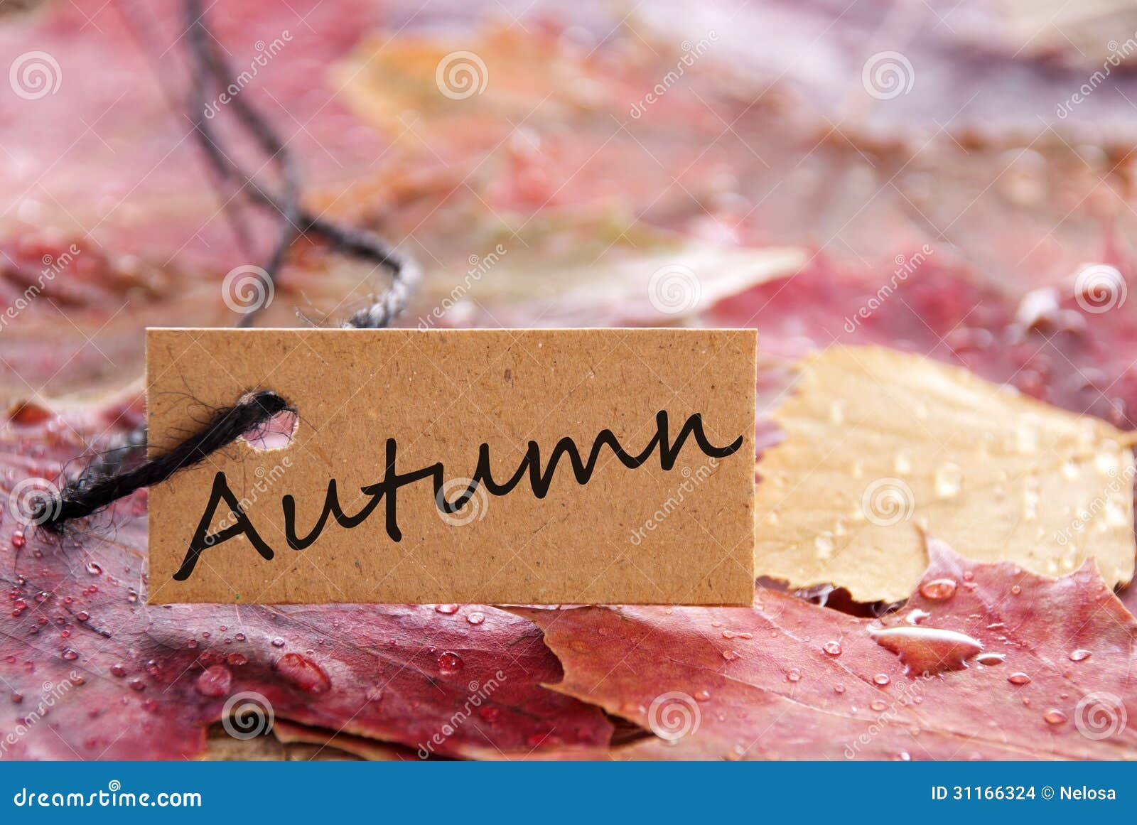 A label with autumn on it stock photo. Image of leaves - 31166324