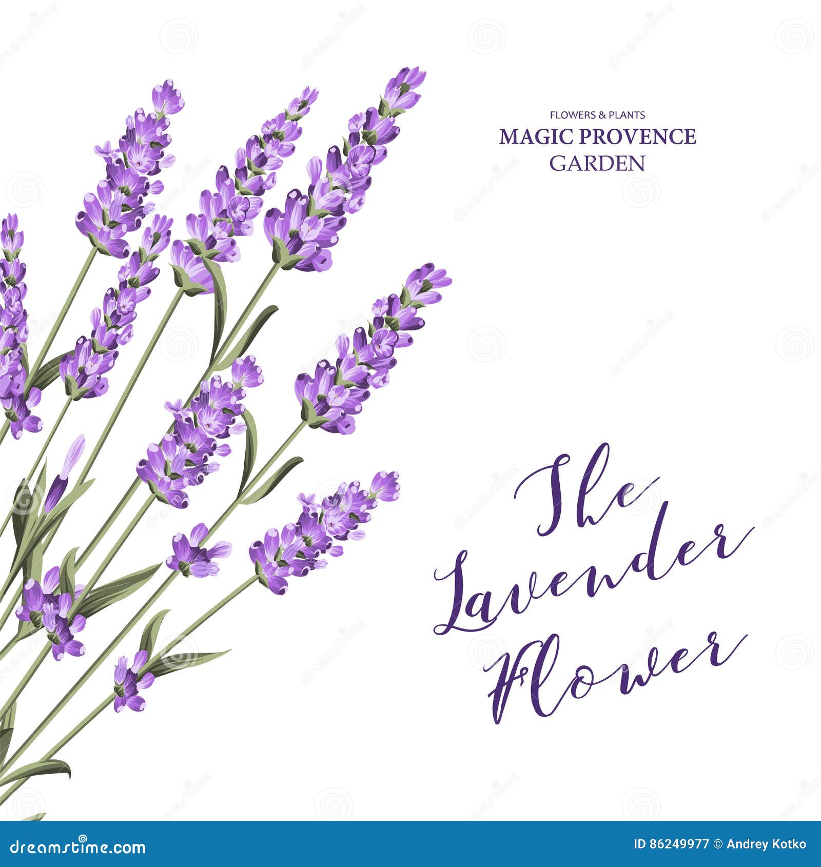Label with Lavender Flowers. Stock Vector - Illustration of flower ...