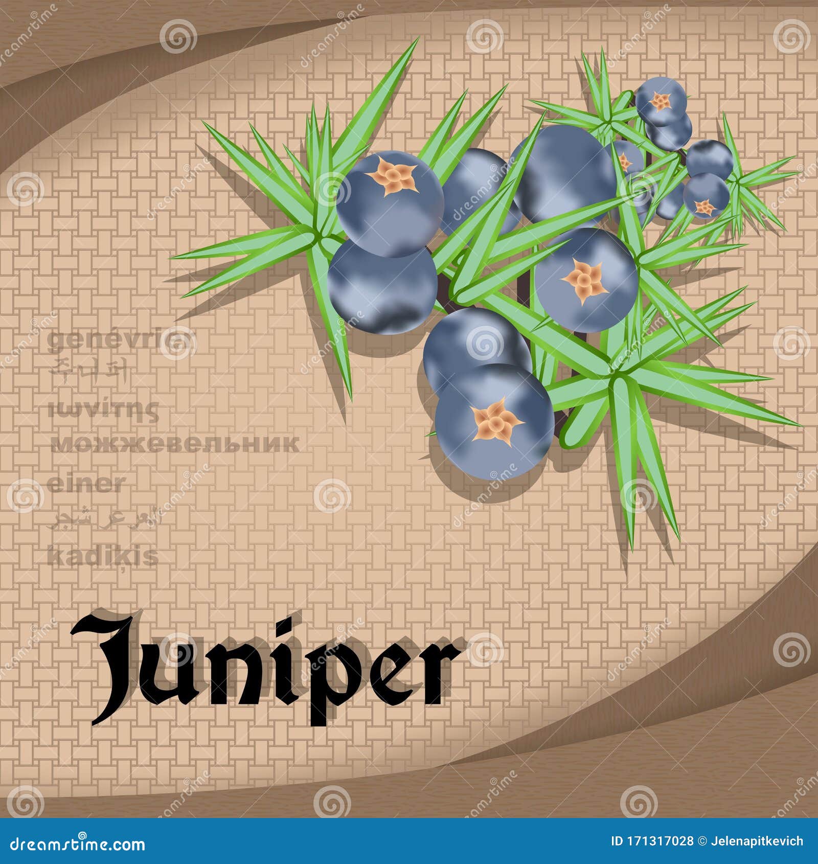 Label Sticker with Seasoning Juniper Vector Image Stock Illustration ...