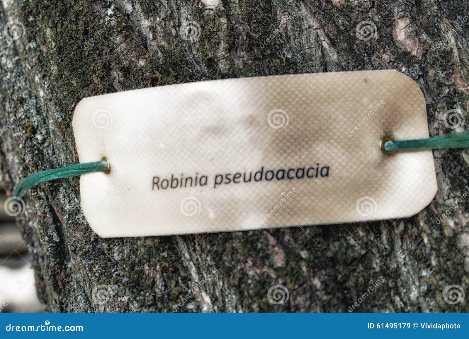Label on the Trunk of Locust-tree Stock Image - Image of robinia, tree ...
