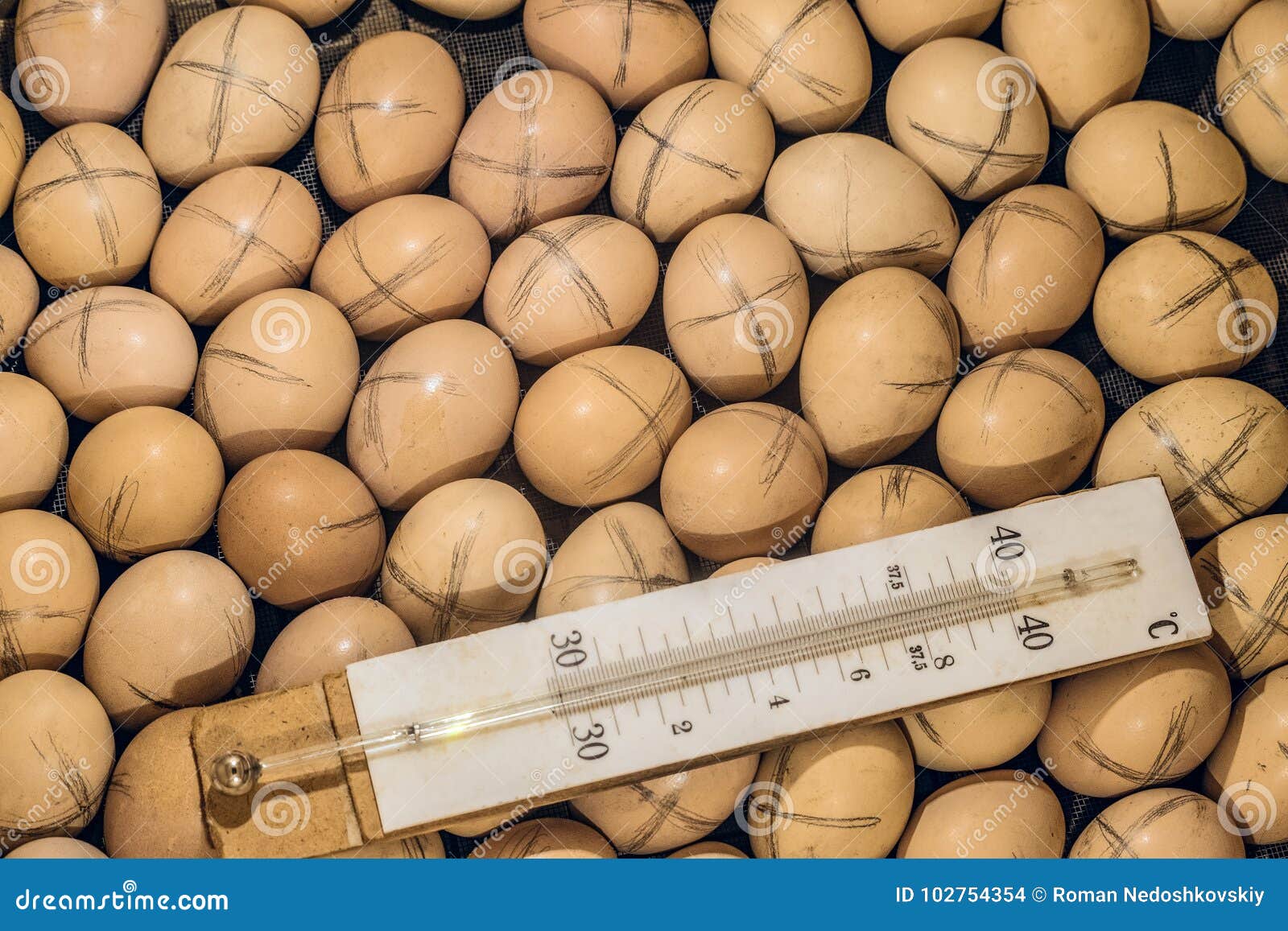 Labeled Chicken Eggs Lying in a Home Incubator Stock Photo - Image of ...