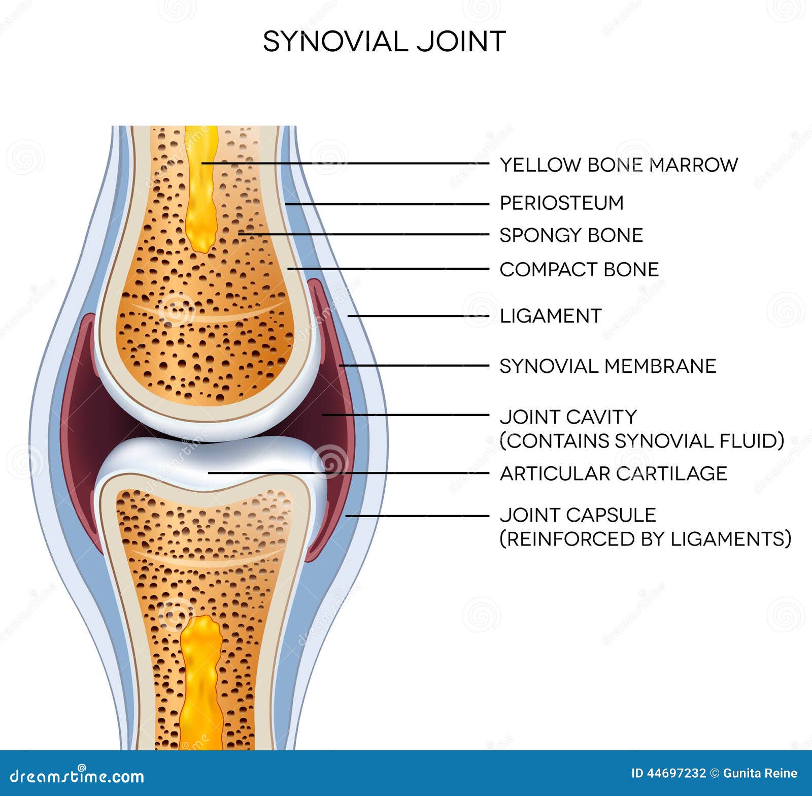 Knee Joint Diagram Labeled Knee Joint Diagram Labeled