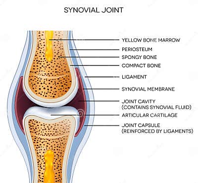 Labeled joint anatomy stock vector. Illustration of ache - 44697232