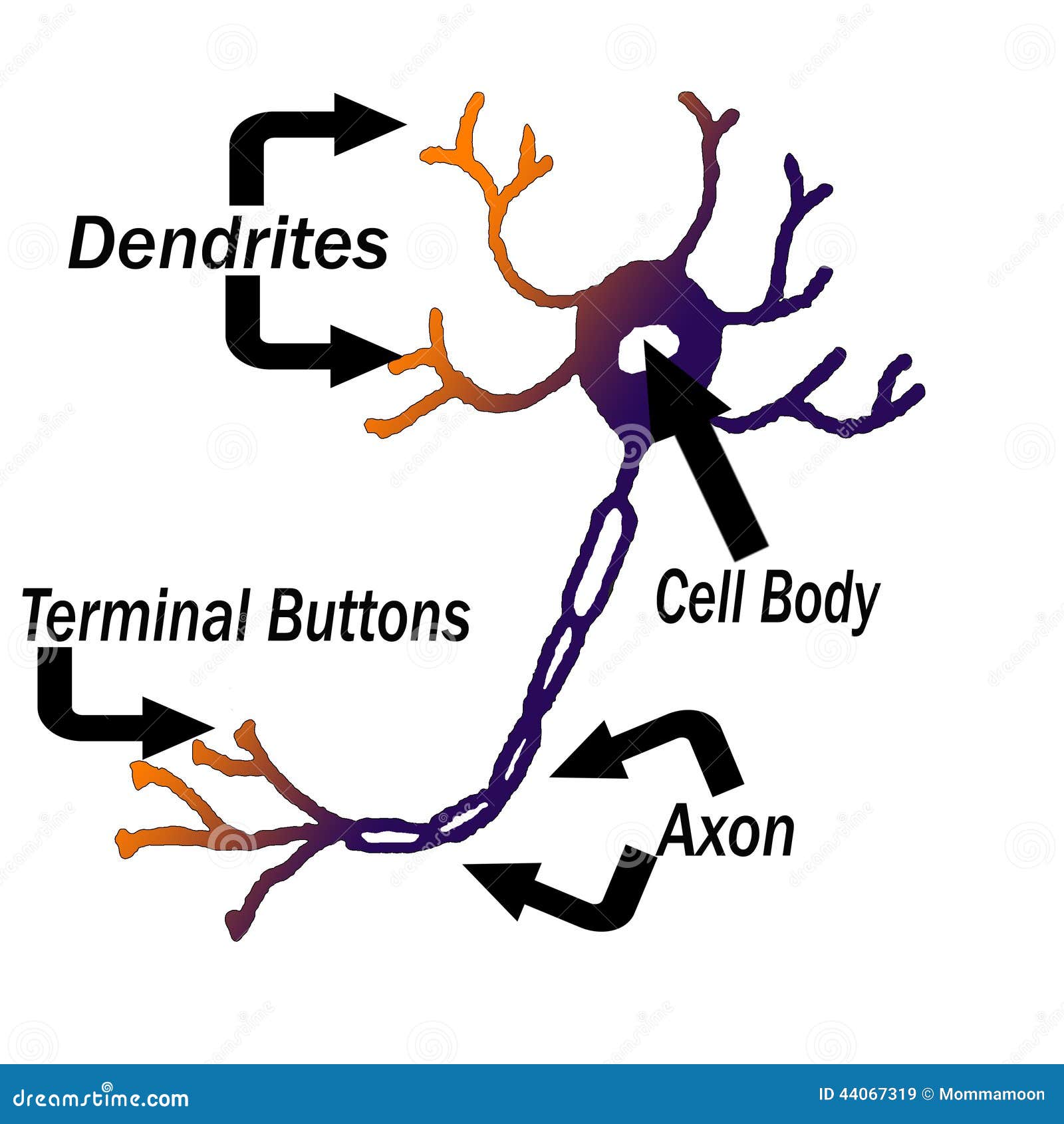 Labeled Parts Of A Neuron Stock Image | CartoonDealer.com #44067319 Labeled Parts Of A Neuron Stock Image | CartoonDealer.com #44067319