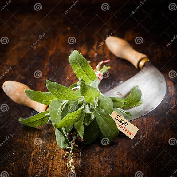 Labeled Sage with a Chopping Knife Stock Image - Image of food, healthy ...
