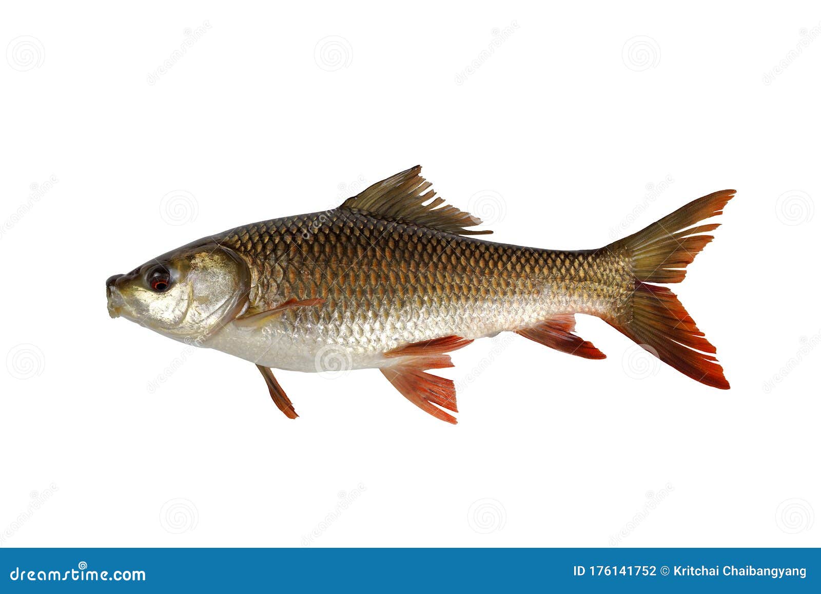 Labeo Rohita Fish Isolated on White Background Stock Photo - Image of ...