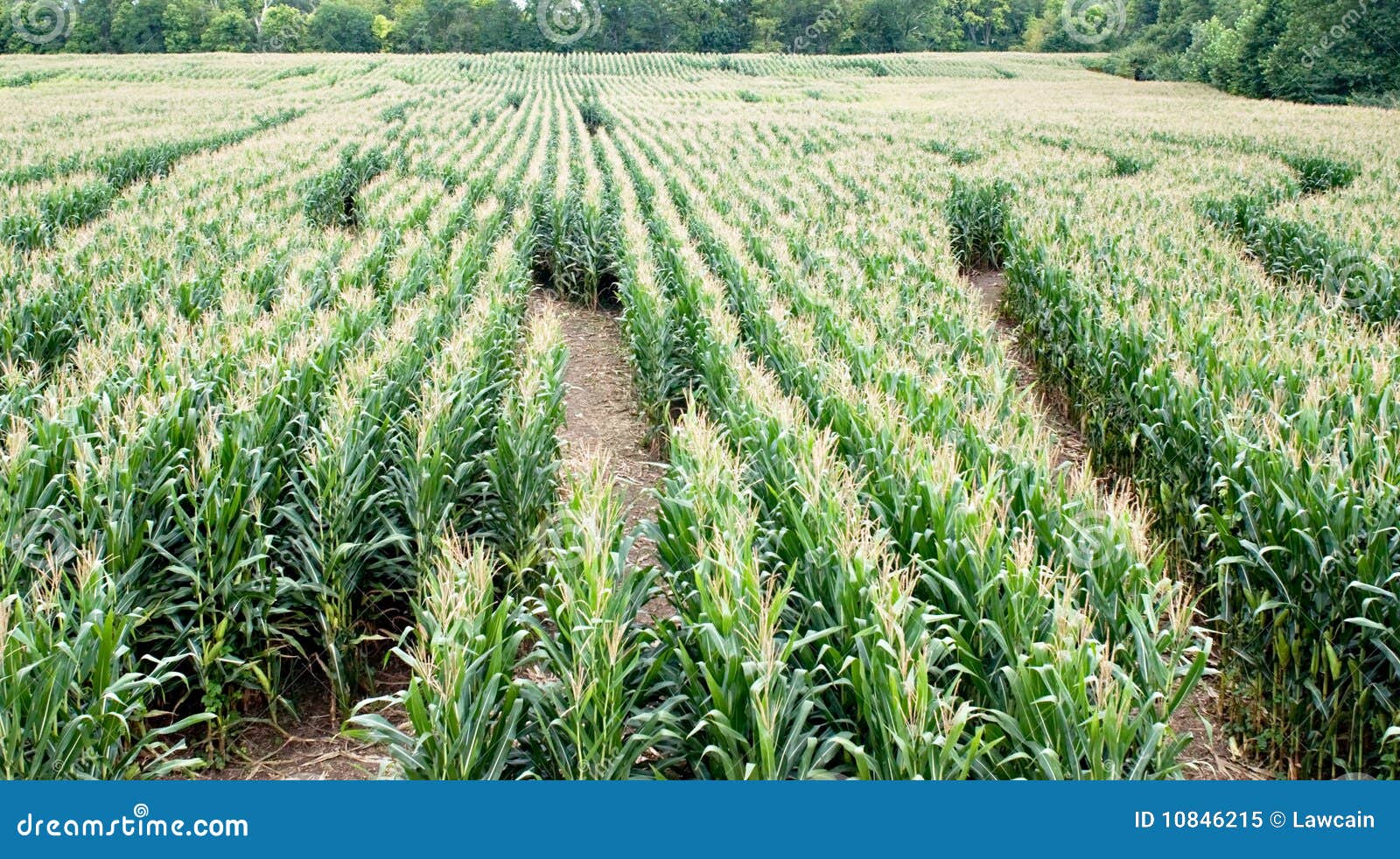 Laberinto del maíz imagen de archivo. Imagen de hojas - 10846215