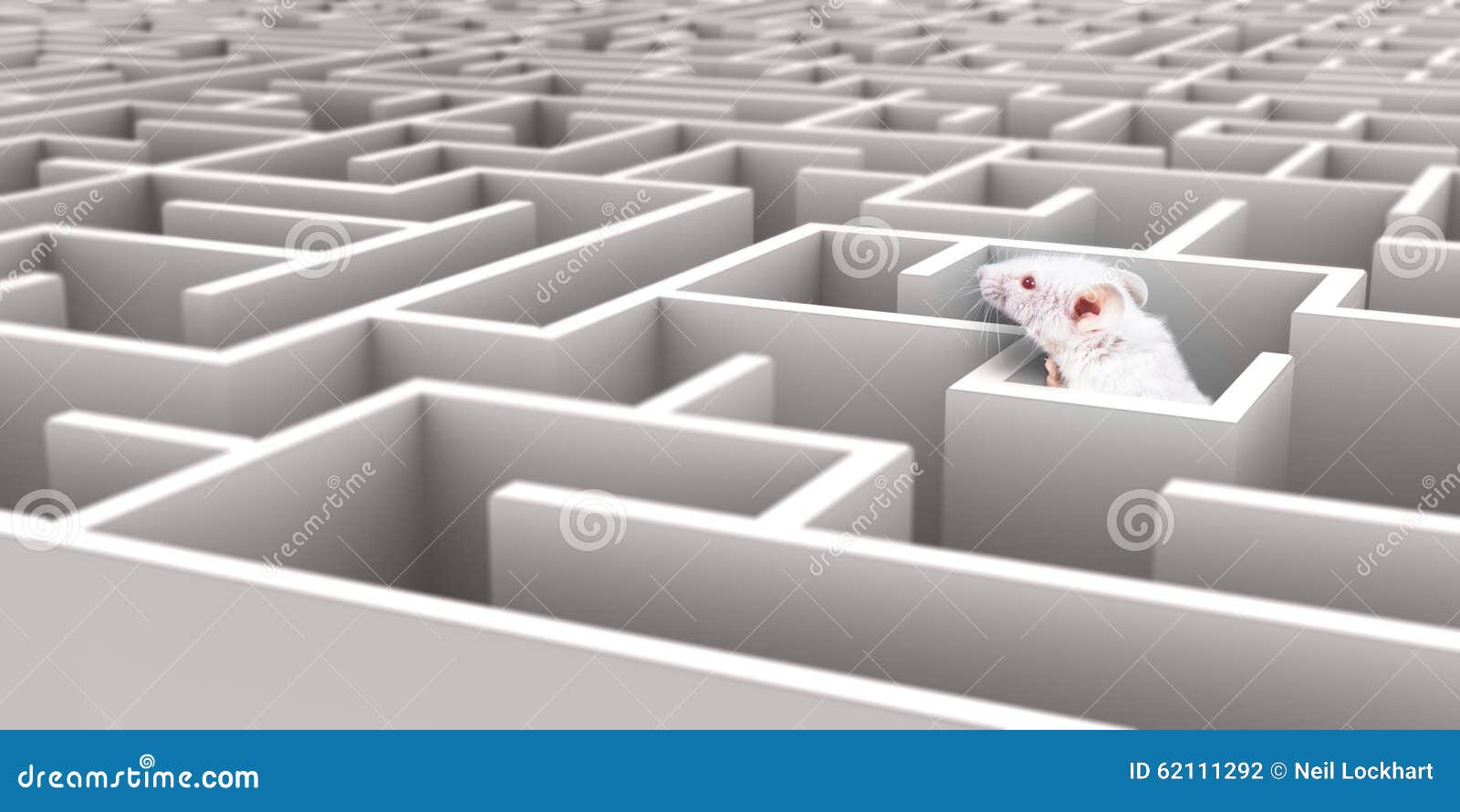 Laberinto del ratón foto de archivo. Imagen de complejidad - 62111292