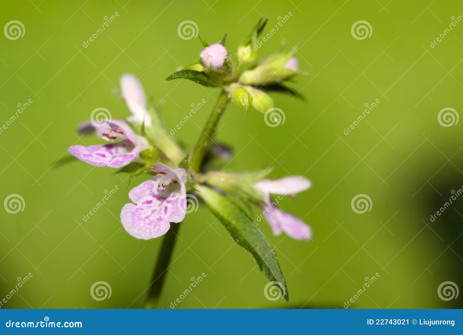 Labiatae Flowers Motherwort Stock Image - Image of detail, close: 22743021