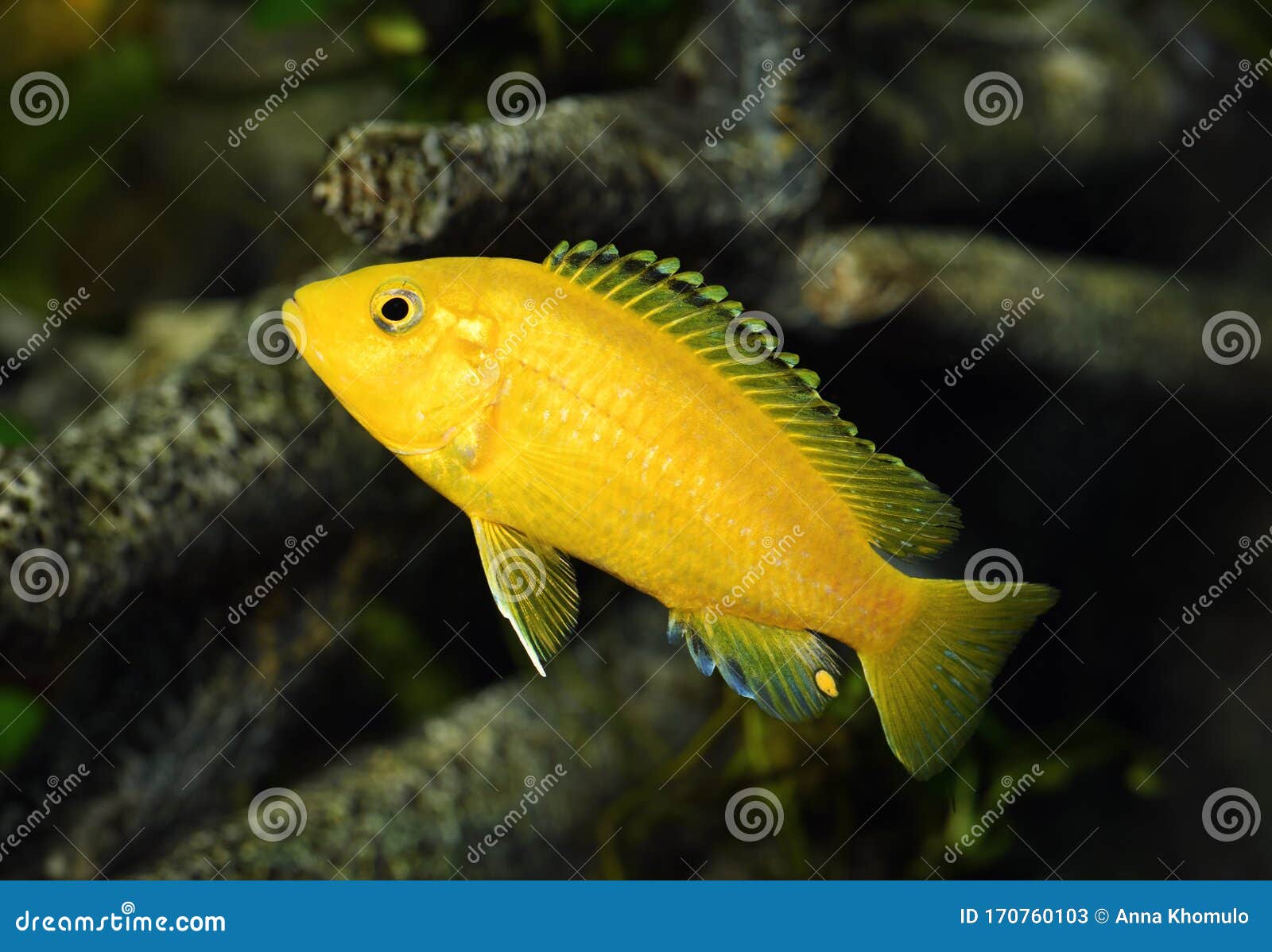 Labidochromis caeruleus stock image. Image of animal - 170760103