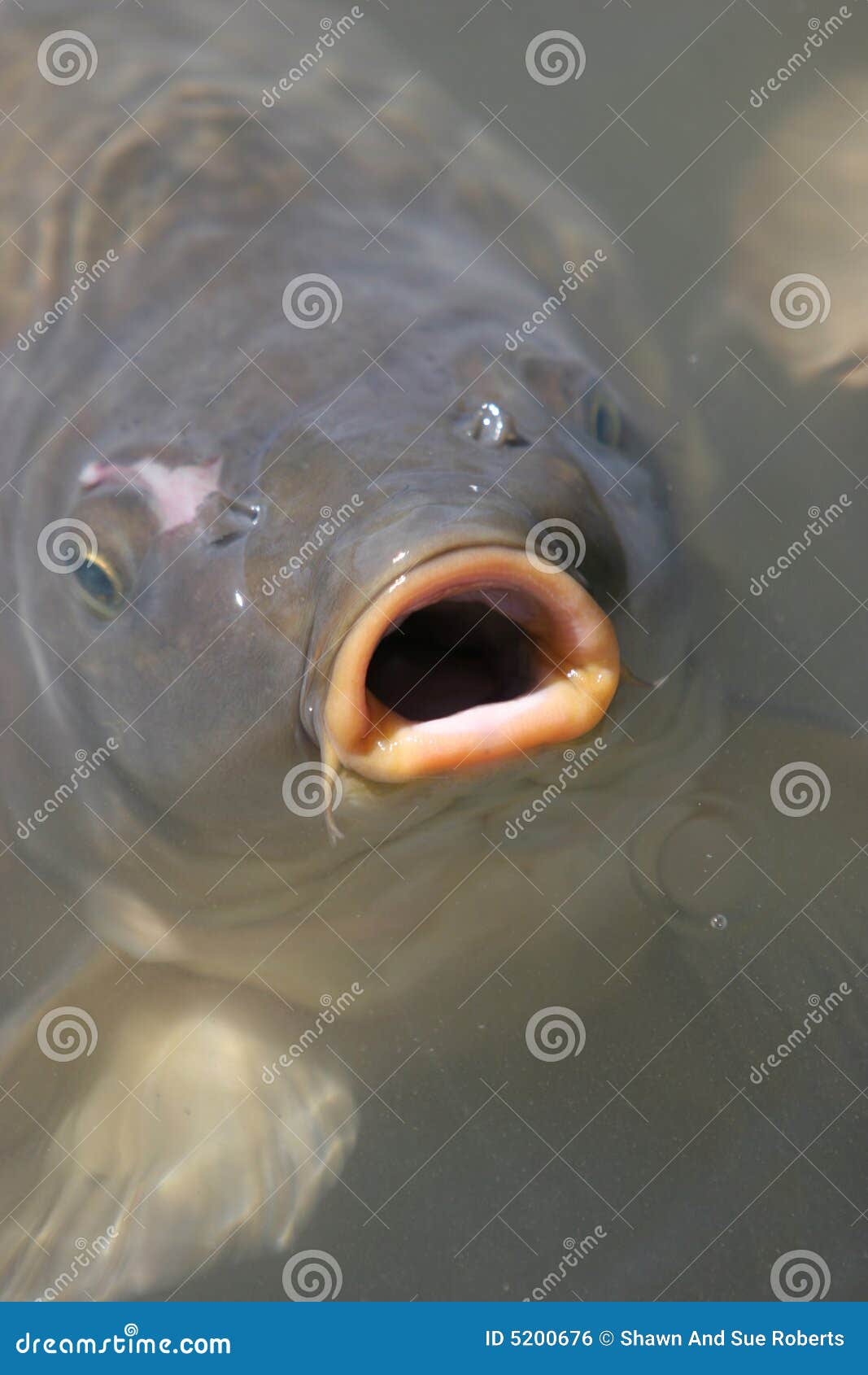 Pescados Con Los Labios Grandes Fotos de stock - Fotos libres de ...