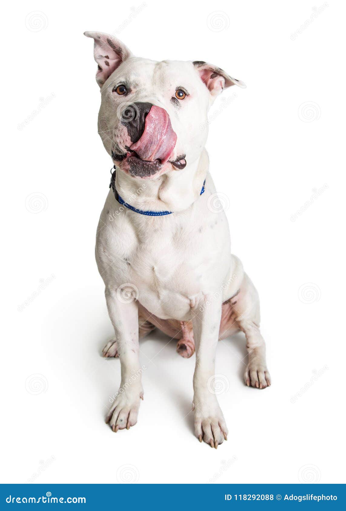 Labios De Pit Bull Dog Sitting Licking Foto de archivo - Imagen de ...