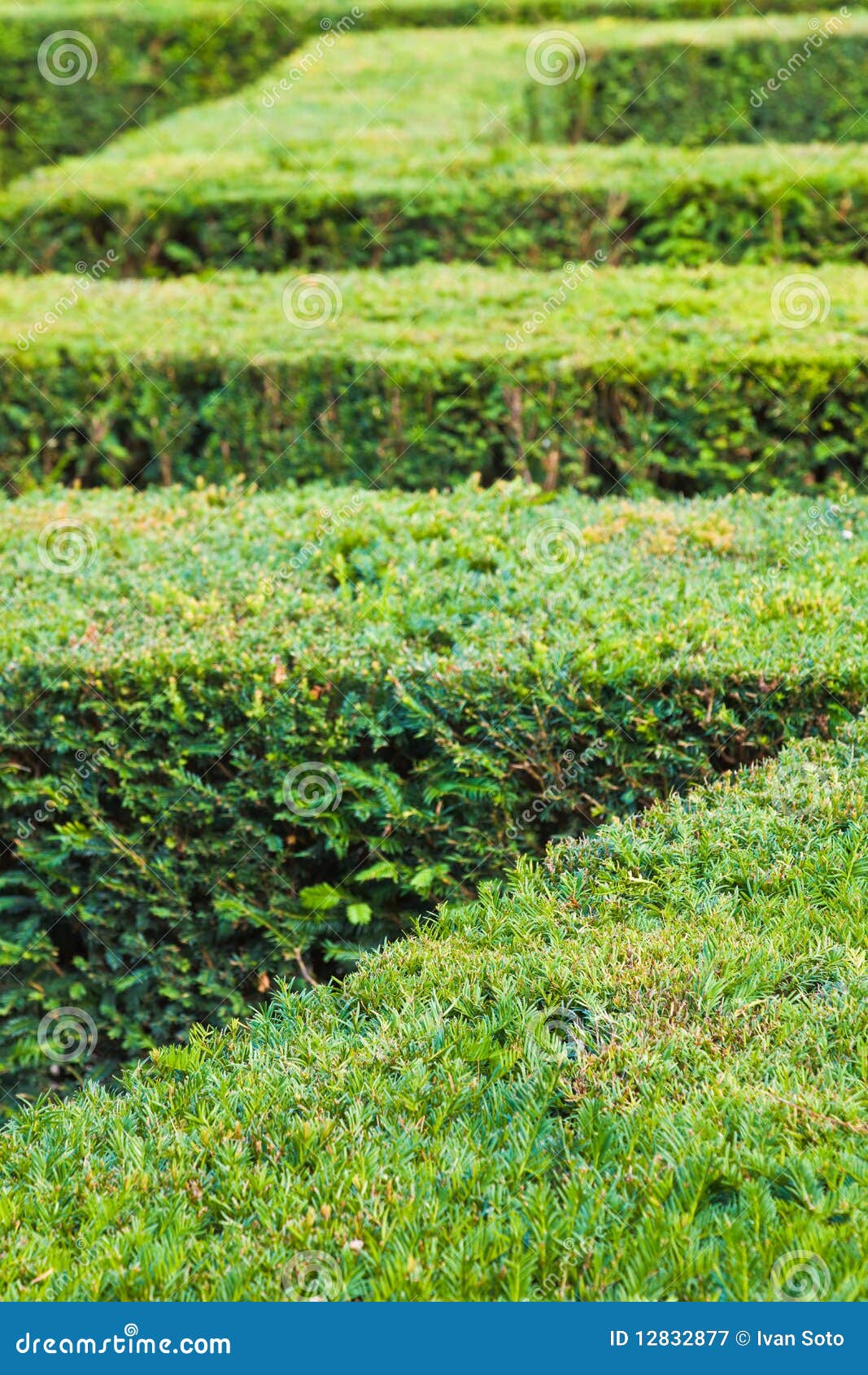 Labirinto Dei Cespugli Verdi Immagine Stock - Immagine di parco ...