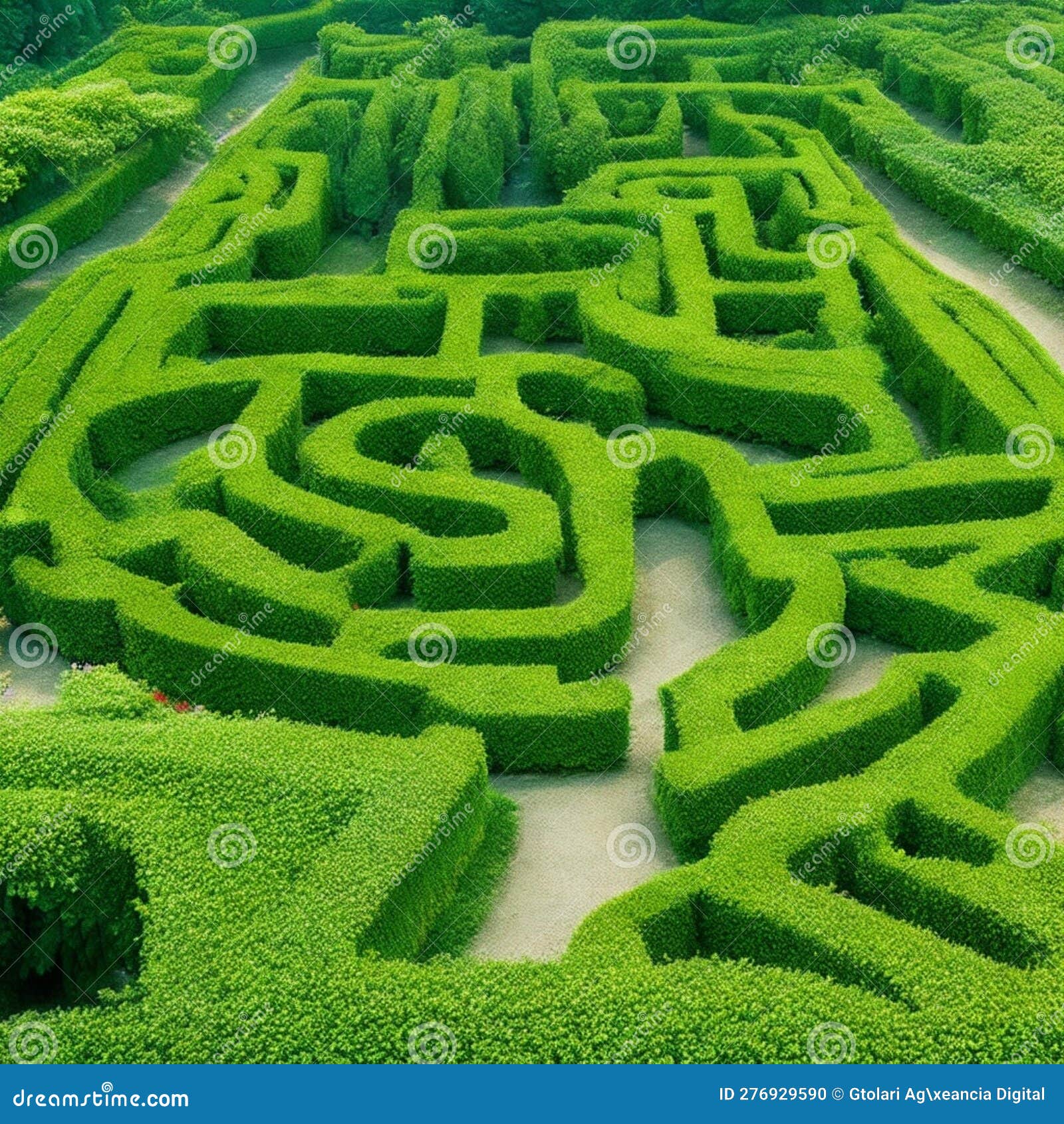 Green Labyrinth. Plant Maze. Garden. Aerial View of Green Labyrinth ...