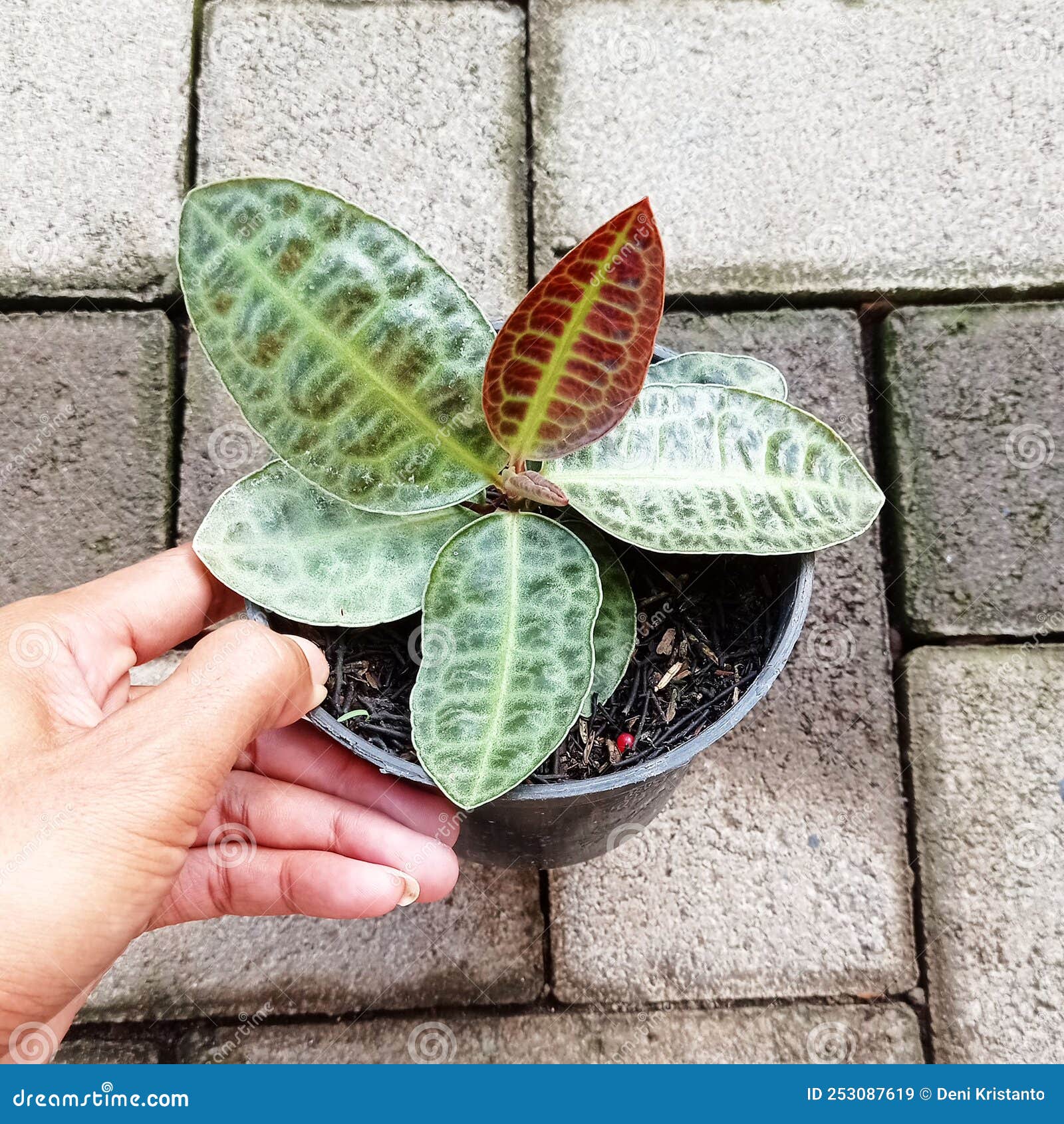 Labisia Turtle with Leaf Patterned Like a Turtle Shell Stock Image ...