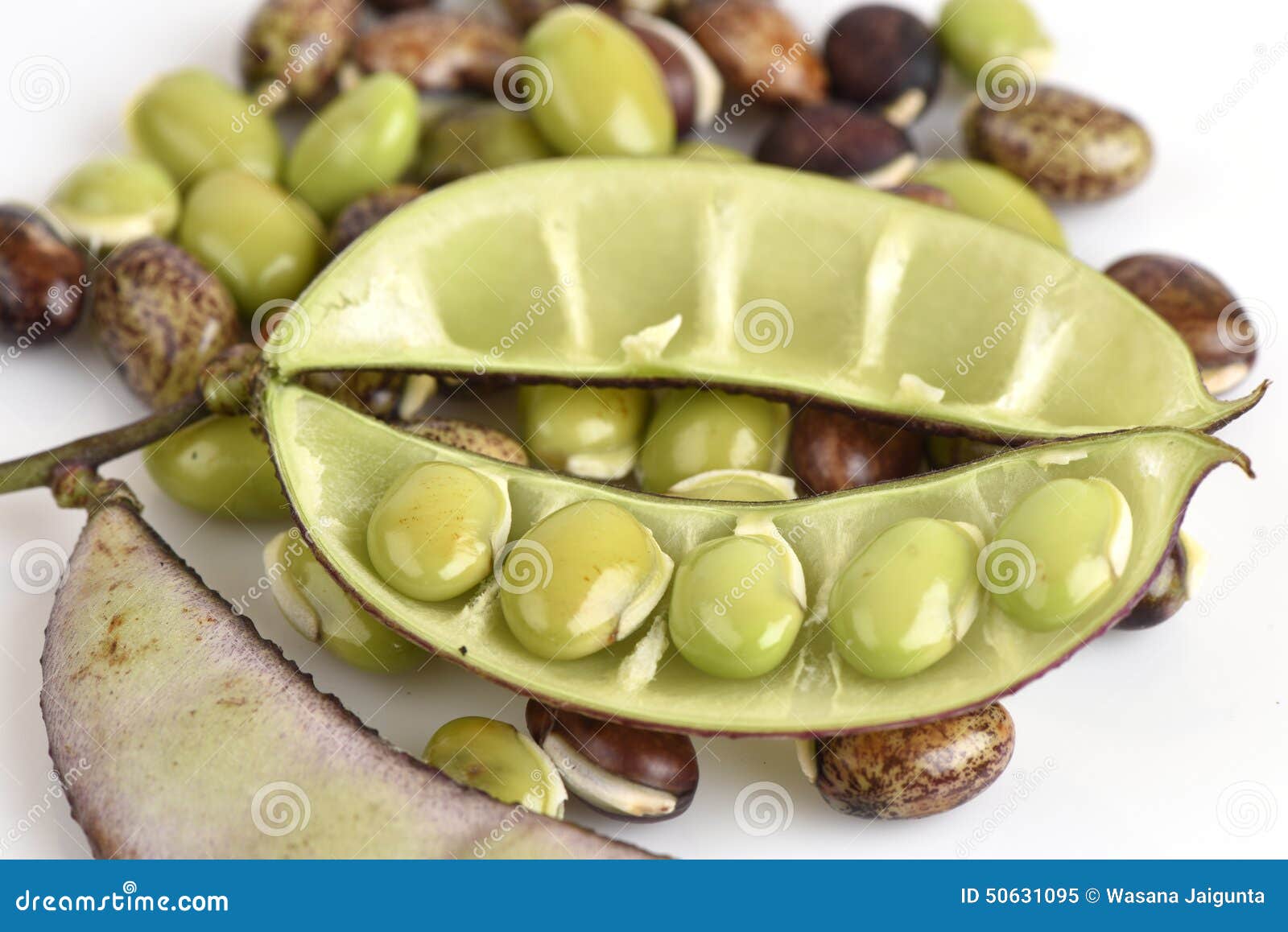 Lablab Bean Royalty-Free Stock Image | CartoonDealer.com #81965224