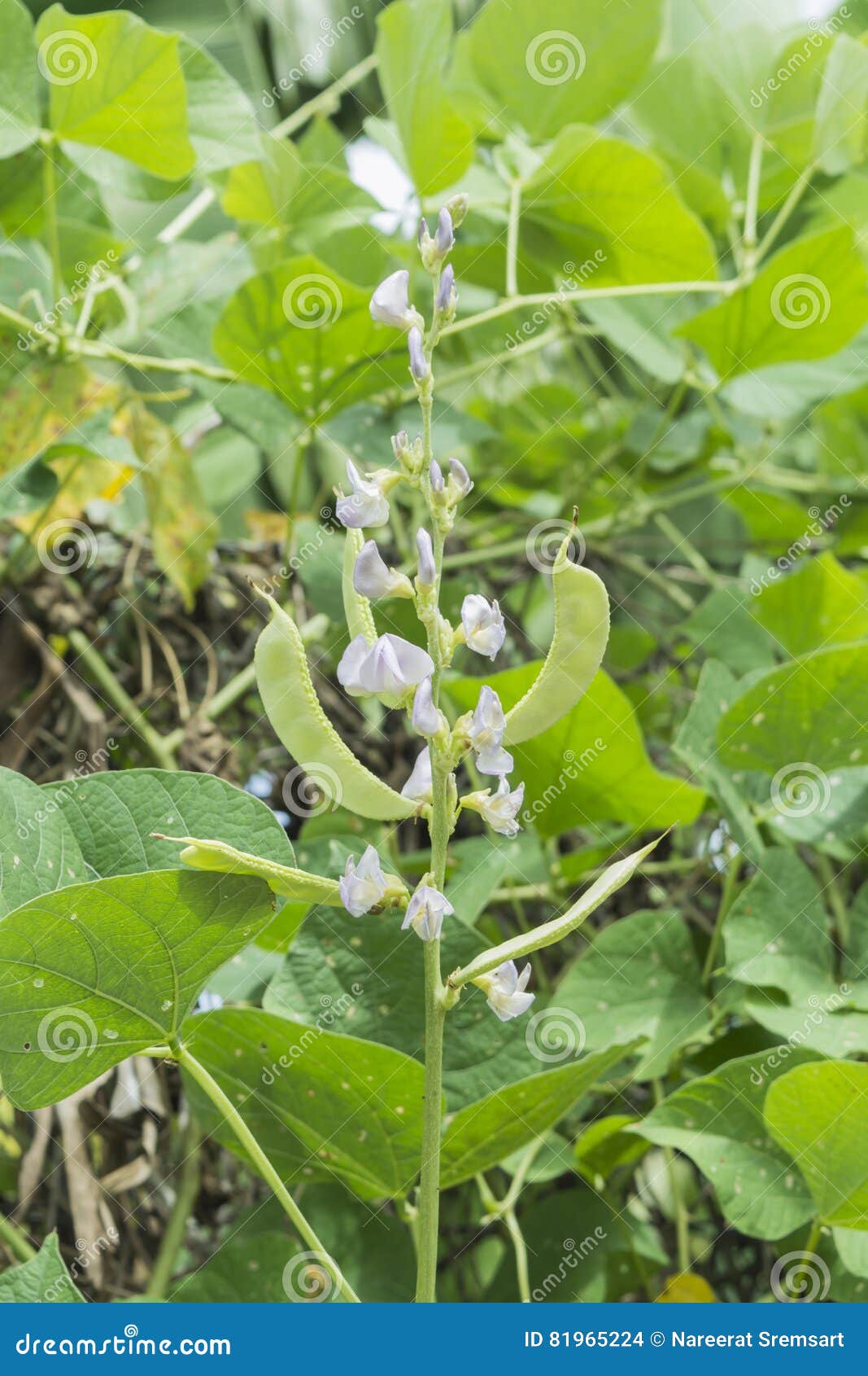 Lablab Bean Royalty-Free Stock Image | CartoonDealer.com #81965224