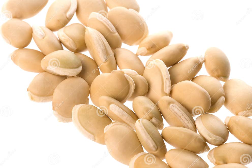Lablab Beans stock photo. Image of dried, natural, ingredient - 5937624