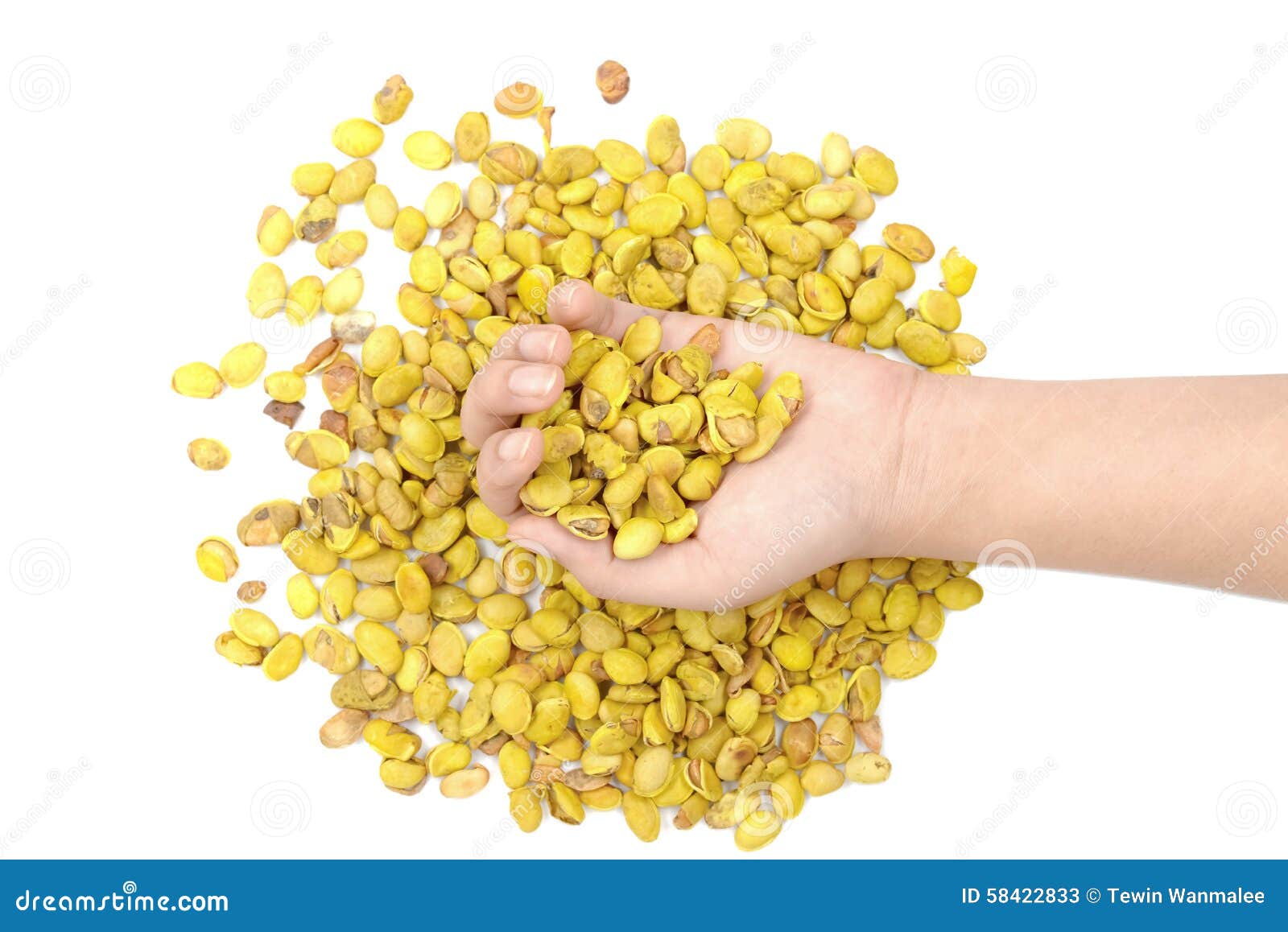 Lablab Purpureus Bean on Hand Stock Image - Image of purpureus, spoon ...