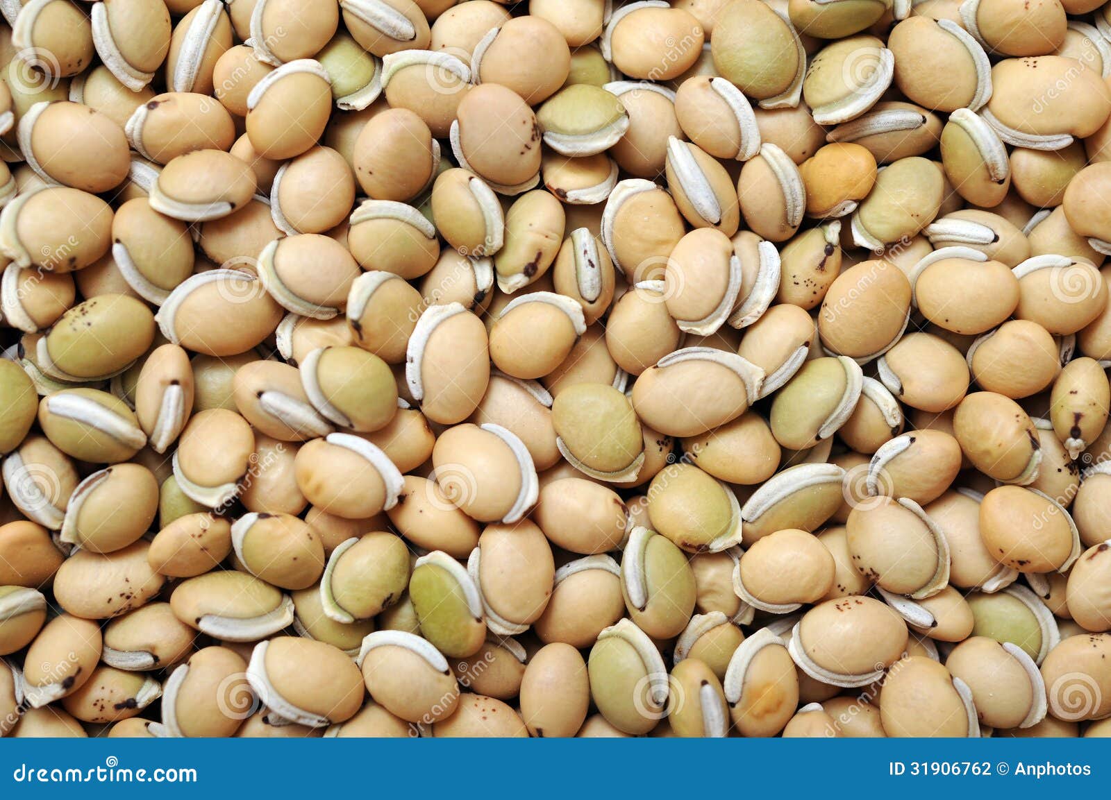 Lablab purpureus bean stock photo. Image of seed, grain - 31906762
