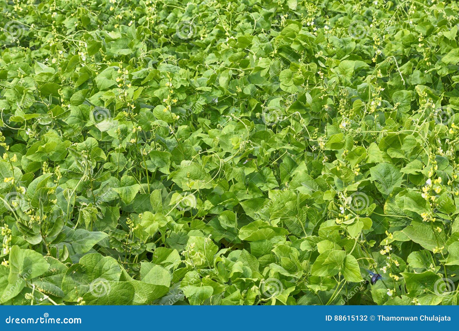 The Lablab purpureus stock photo. Image of fabaceae, cook - 88615132