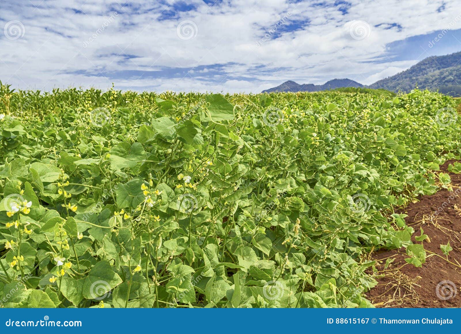 The Lablab purpureus stock image. Image of herb, cook - 88615167