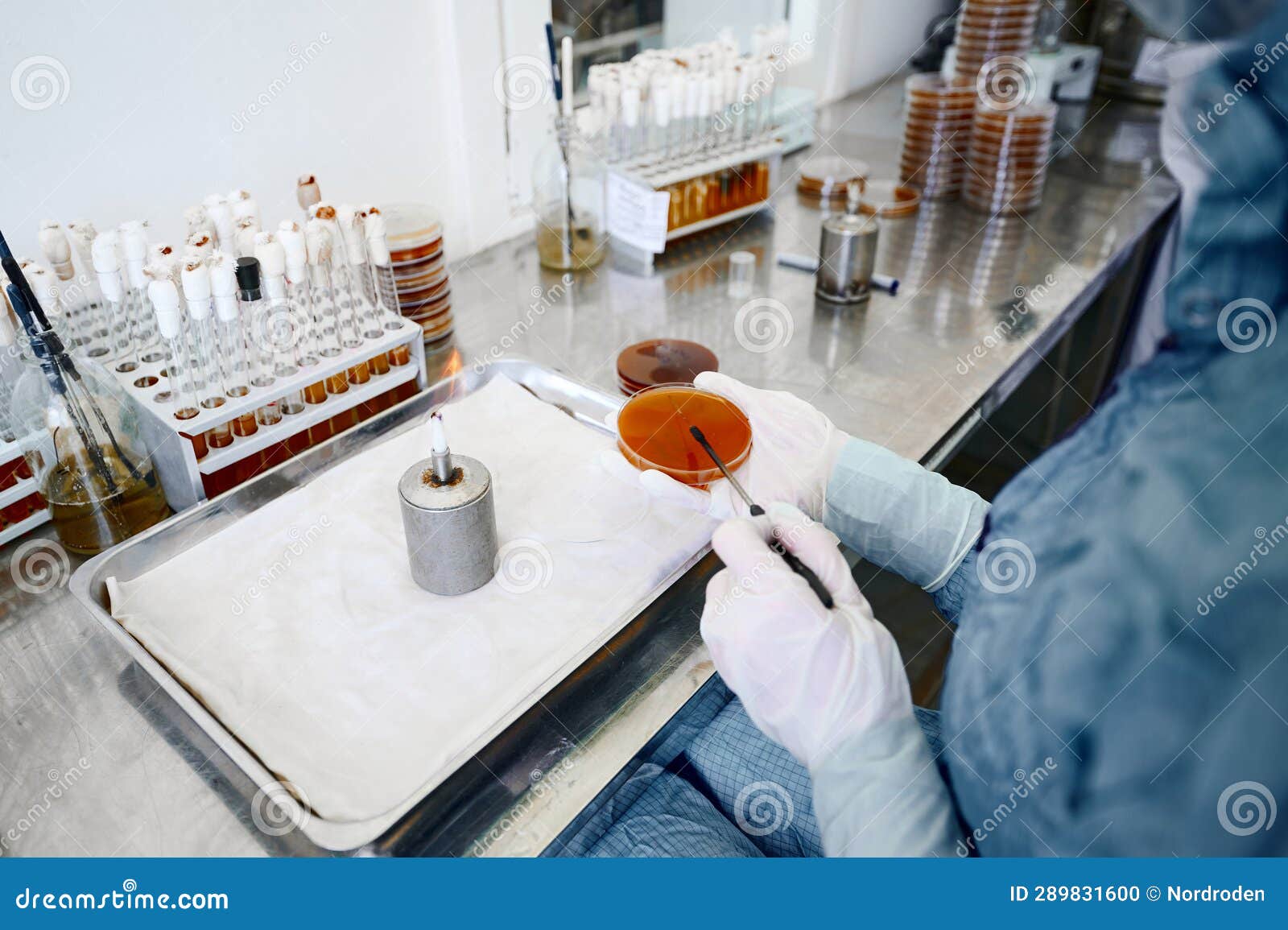 Laboratorian Works with Petri Dish and Examines Test Sample Stock Photo ...