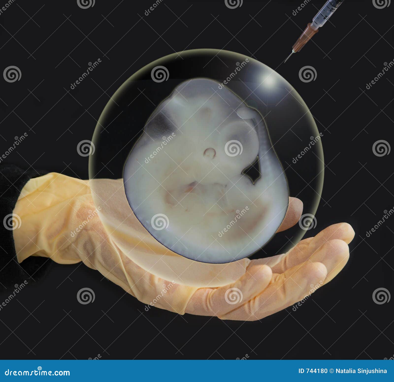 Laboratory animal stock photo. Image of research, embryology - 744180