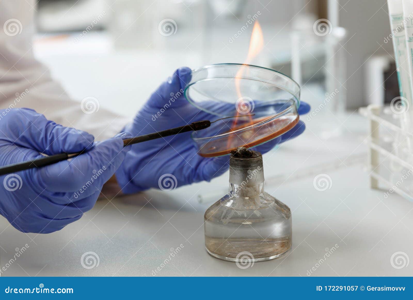 Laboratory Assistant Analyzes Bacterium Sample Using Medical Equipment ...