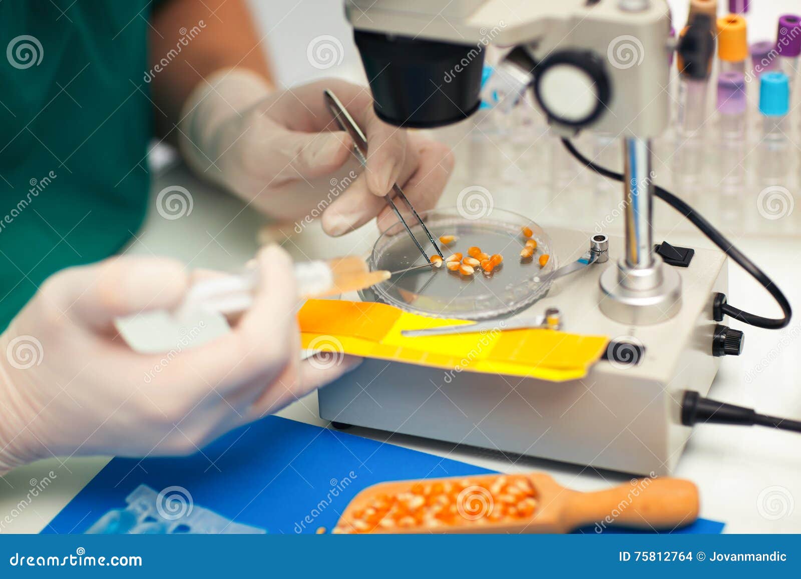 Laboratory Assistant in the Laboratory of of Food Quality. Stock Photo ...