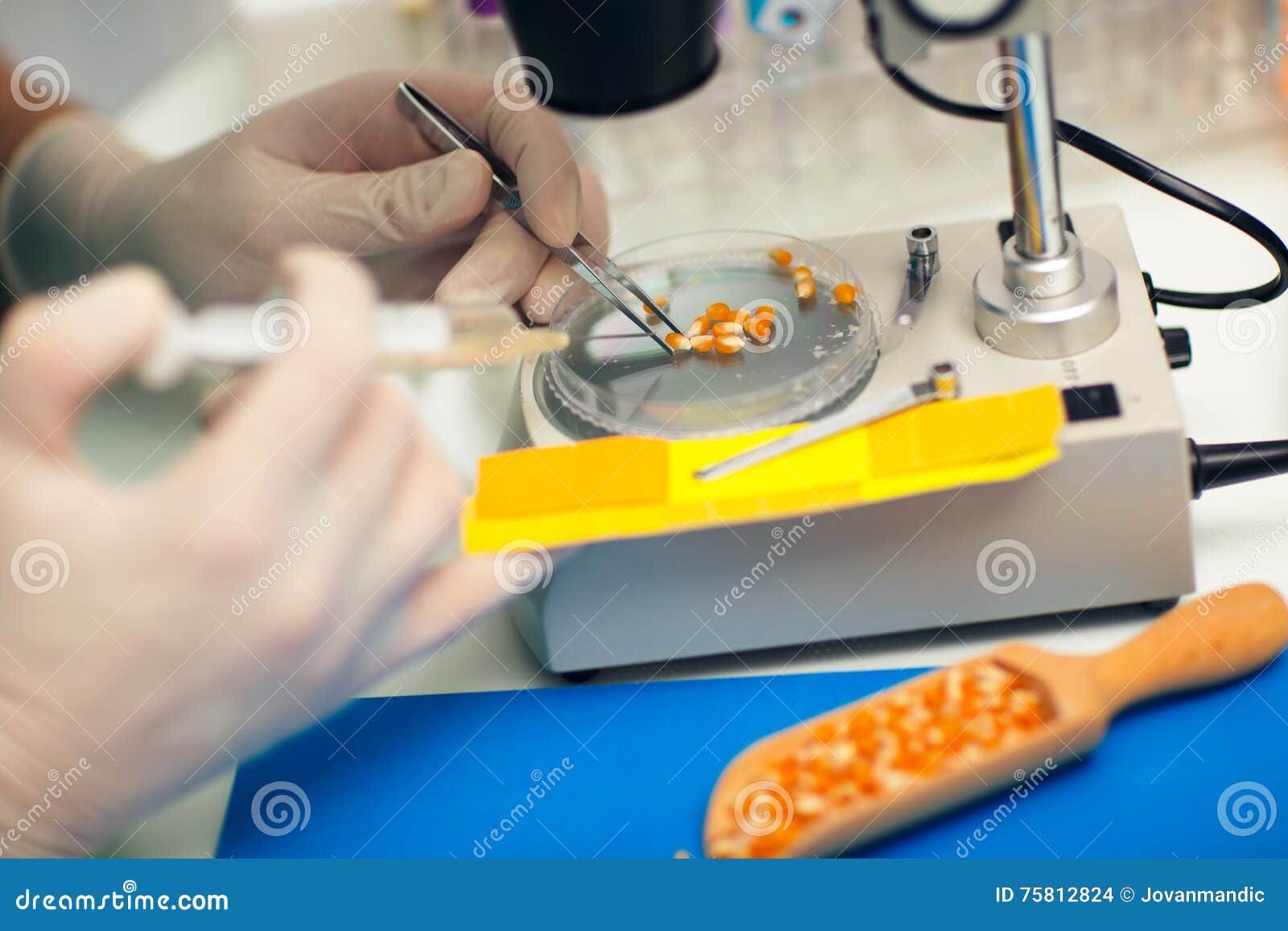 Laboratory Assistant in the Laboratory of of Food Quality. Stock Photo ...