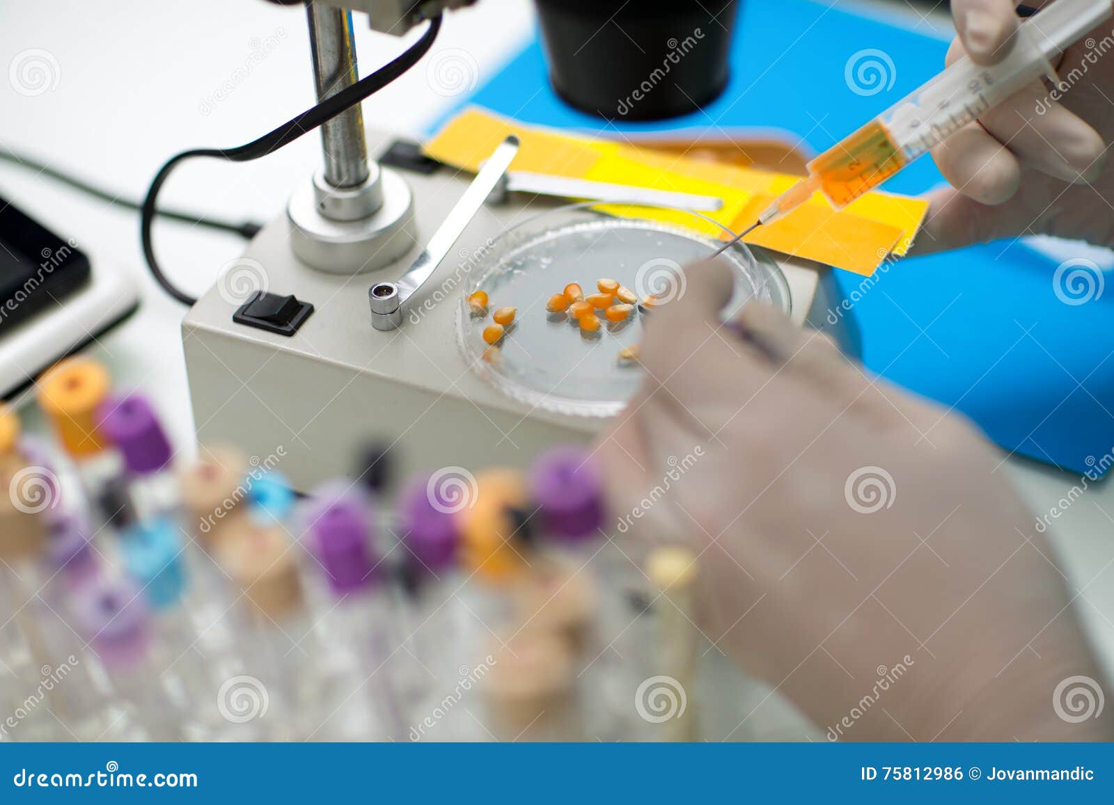 Laboratory Assistant in the Laboratory of of Food Quality. Stock Photo ...