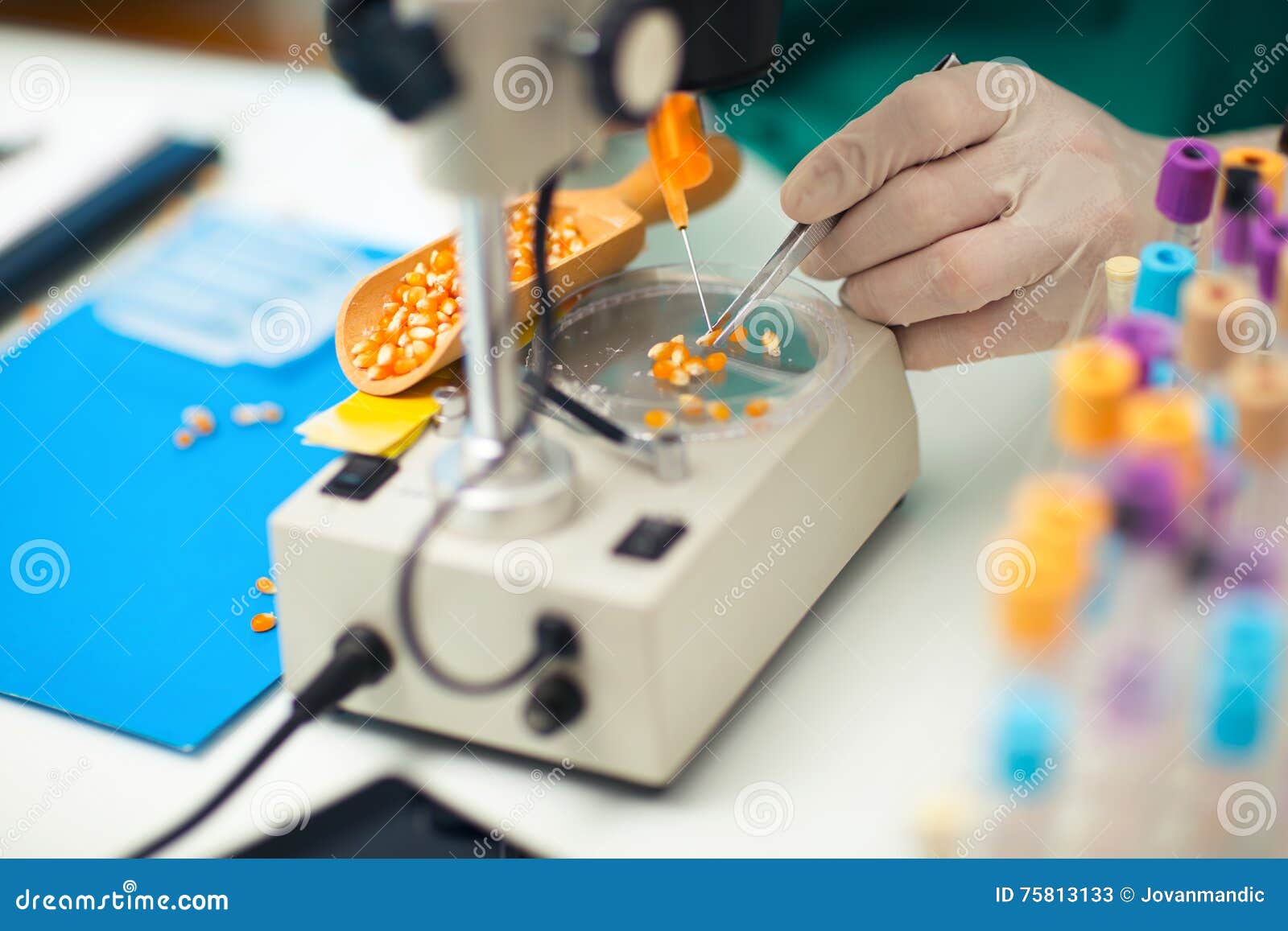 Laboratory Assistant in the Laboratory of of Food Quality. Stock Image ...