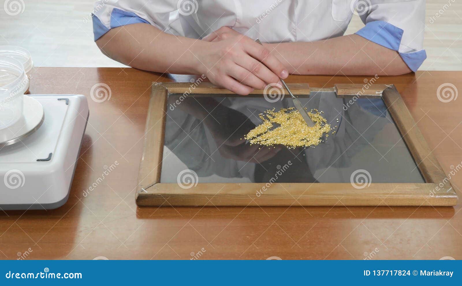 Laboratory Assistant Testing Quality of Corn Seeds Stock Photo - Image ...