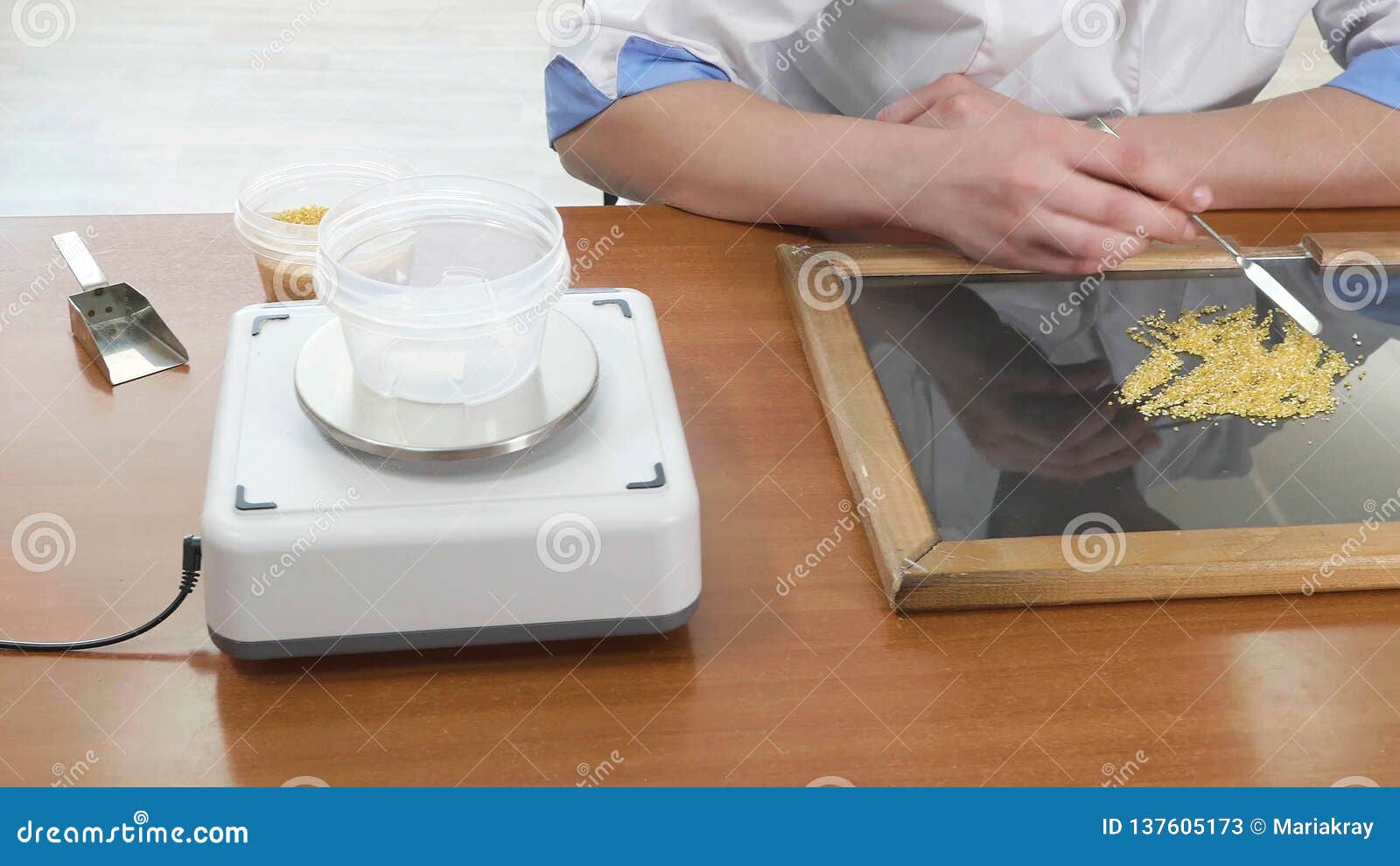 Laboratory Assistant Testing Quality of Corn Seeds Stock Image - Image ...